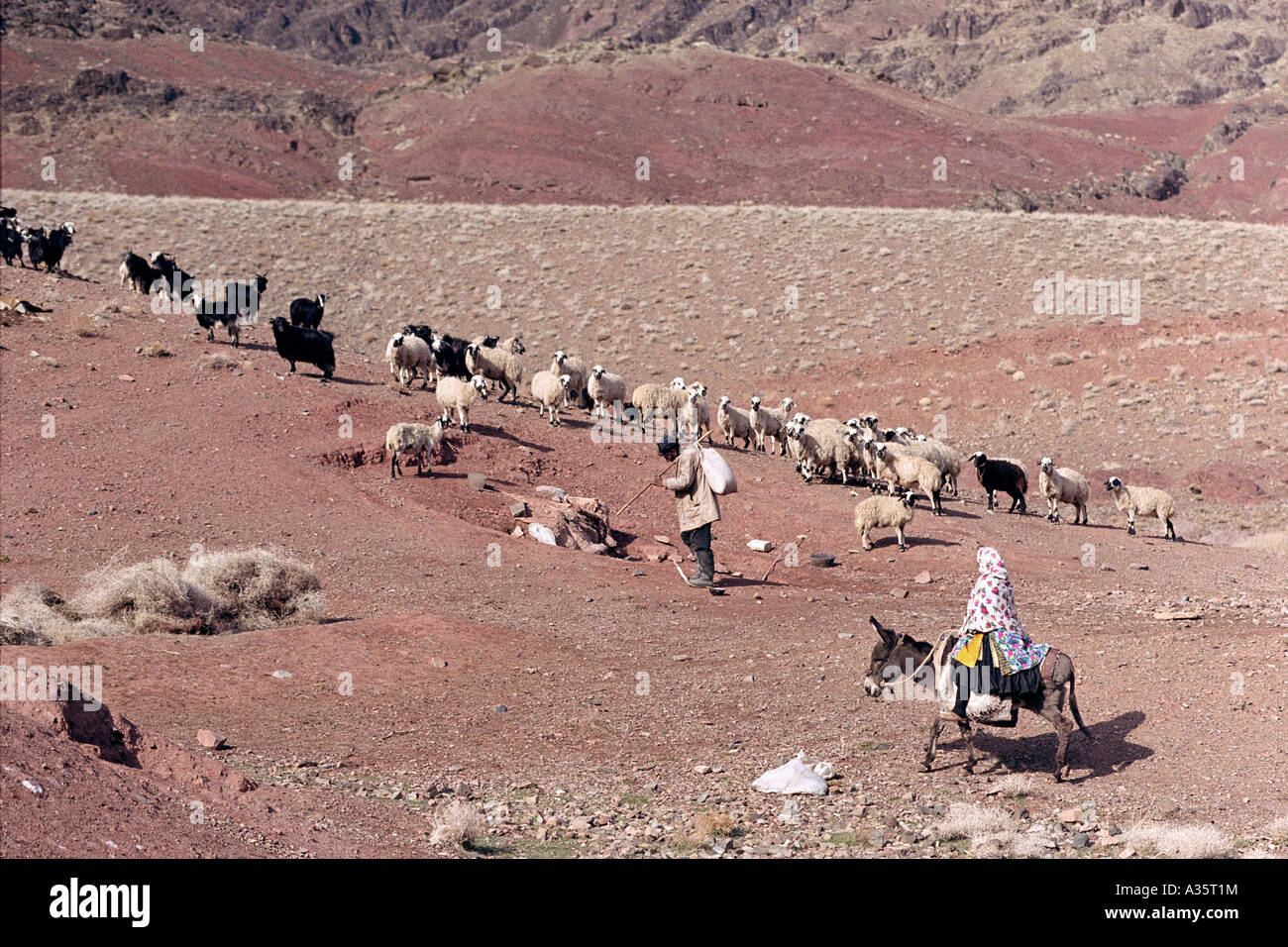 Goat iran middle east hi-res stock photography and images - Alamy