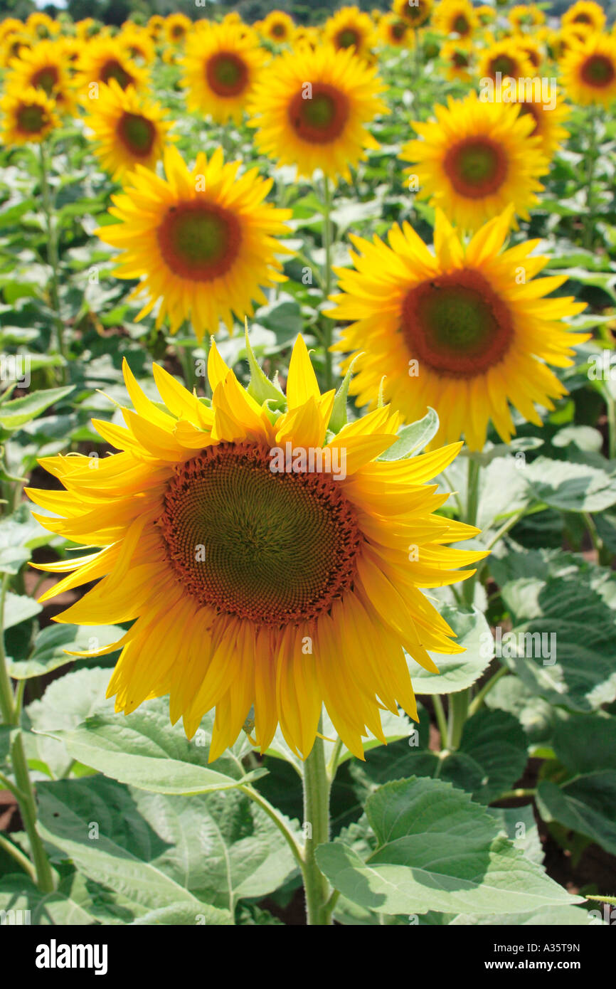 Use of sunflowers hi-res stock photography and images - Alamy