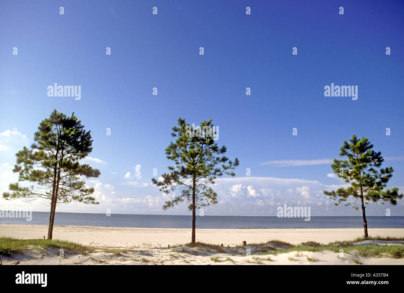 Georgia pines and sky hi-res stock photography and images - Alamy