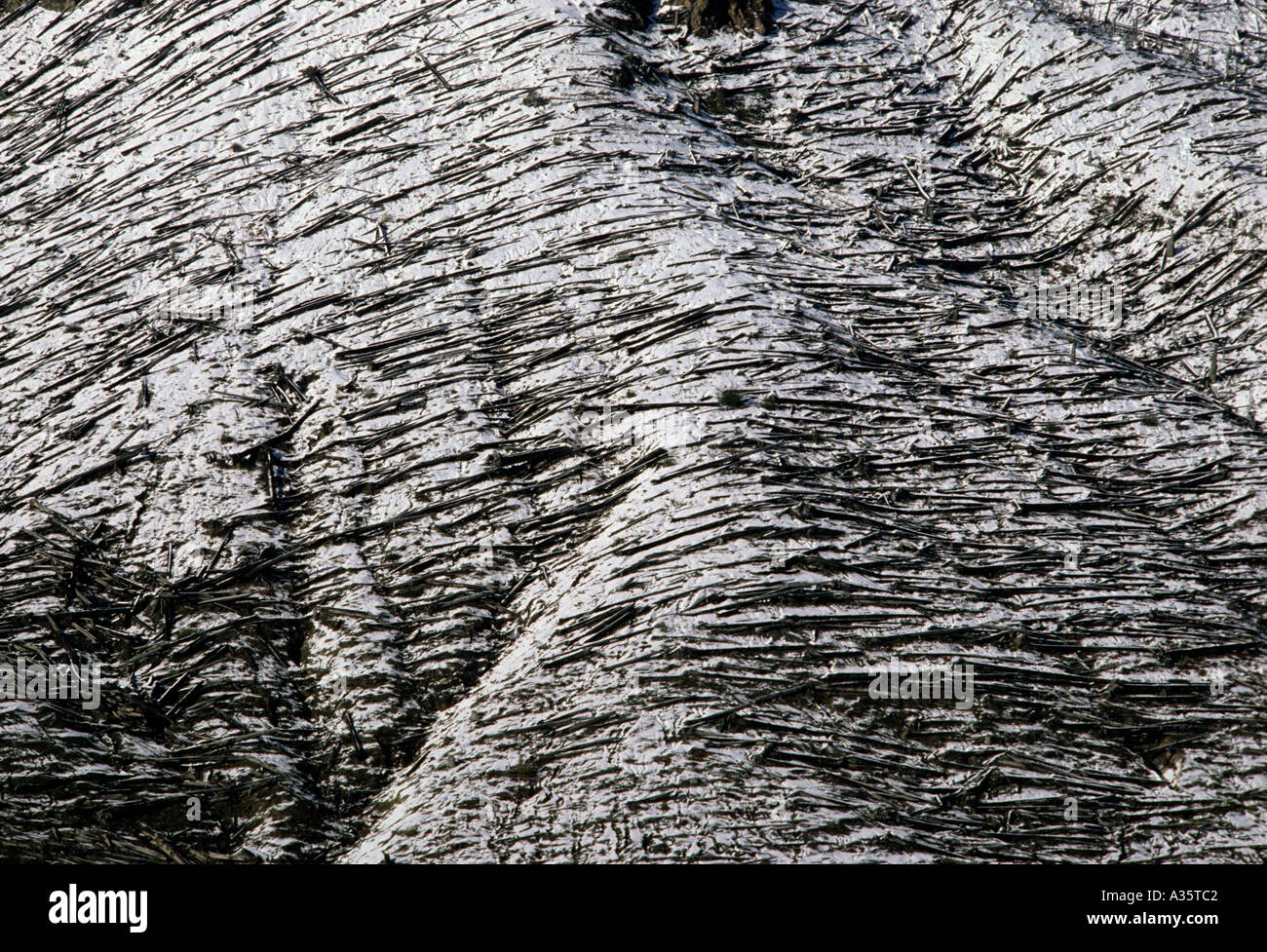 Mount Saint Helens Trees