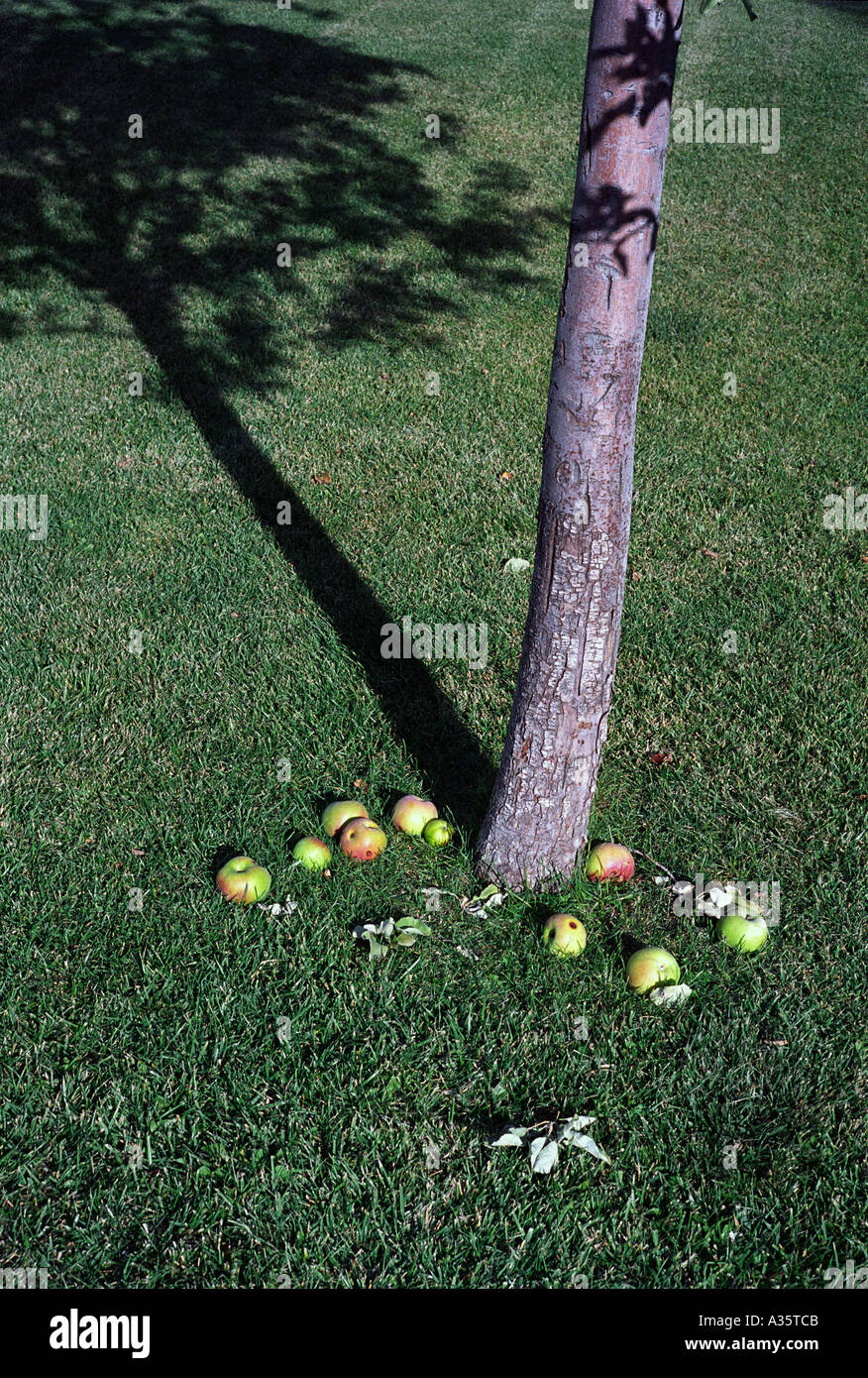 Apples laying at the foot of an apple tree Stock Photo - Alamy