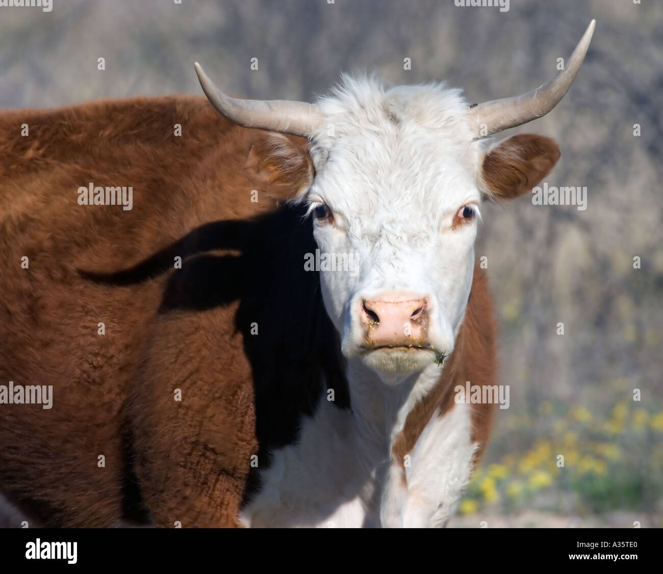 Cattle on ranch in west hi-res stock photography and images - Alamy