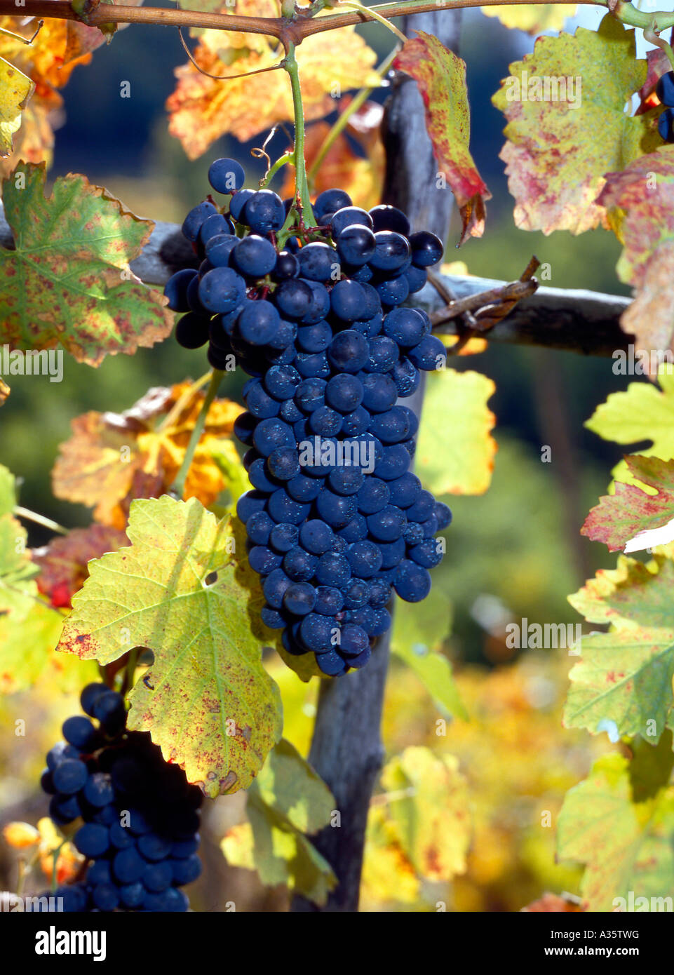 Blaue weintrauben hi-res stock photography and images - Alamy Blaue weintrauben hi-res stock photography and images - Alamy
