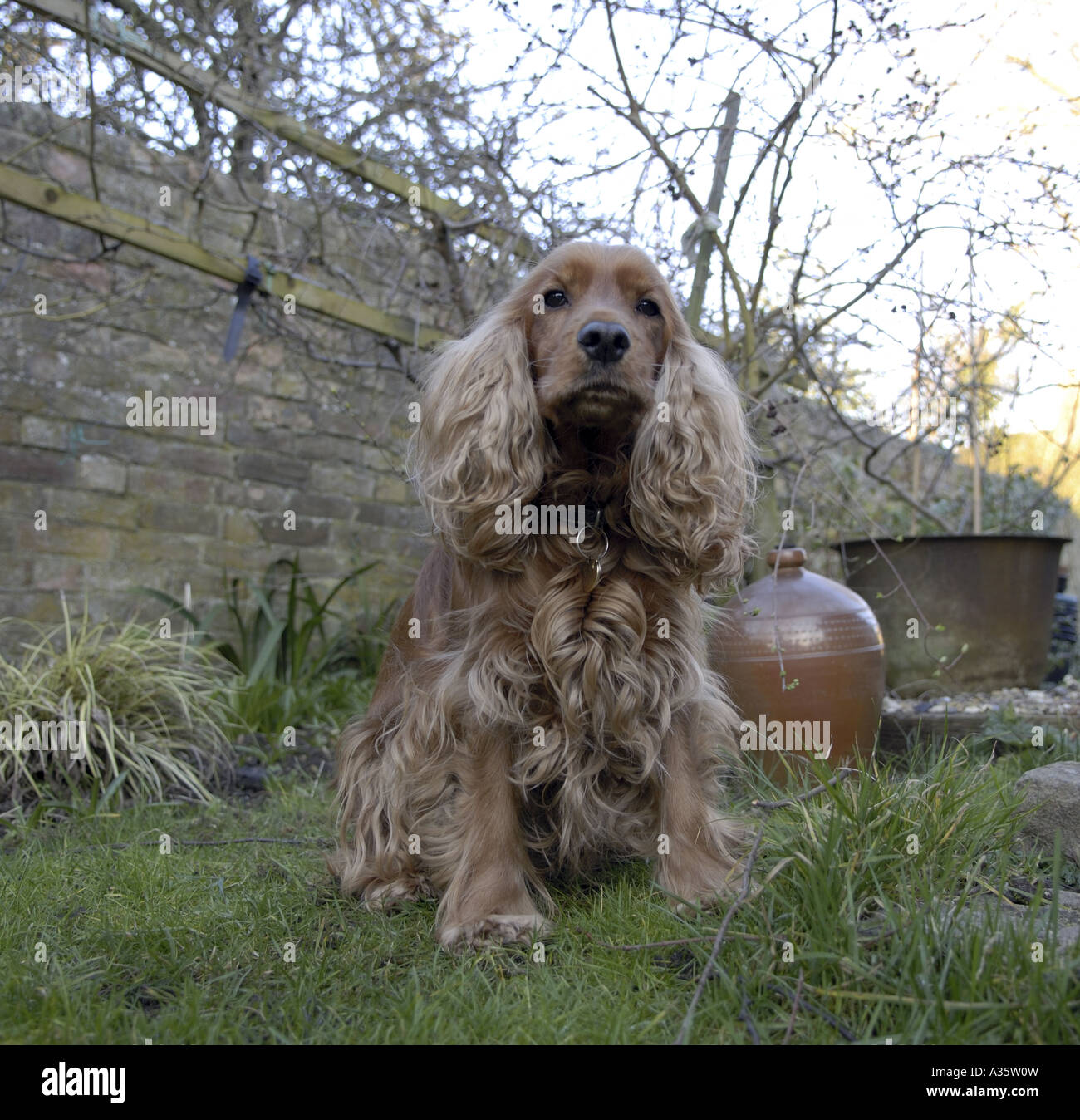 Cocker spaniel ginger hi-res stock photography and images - Alamy
