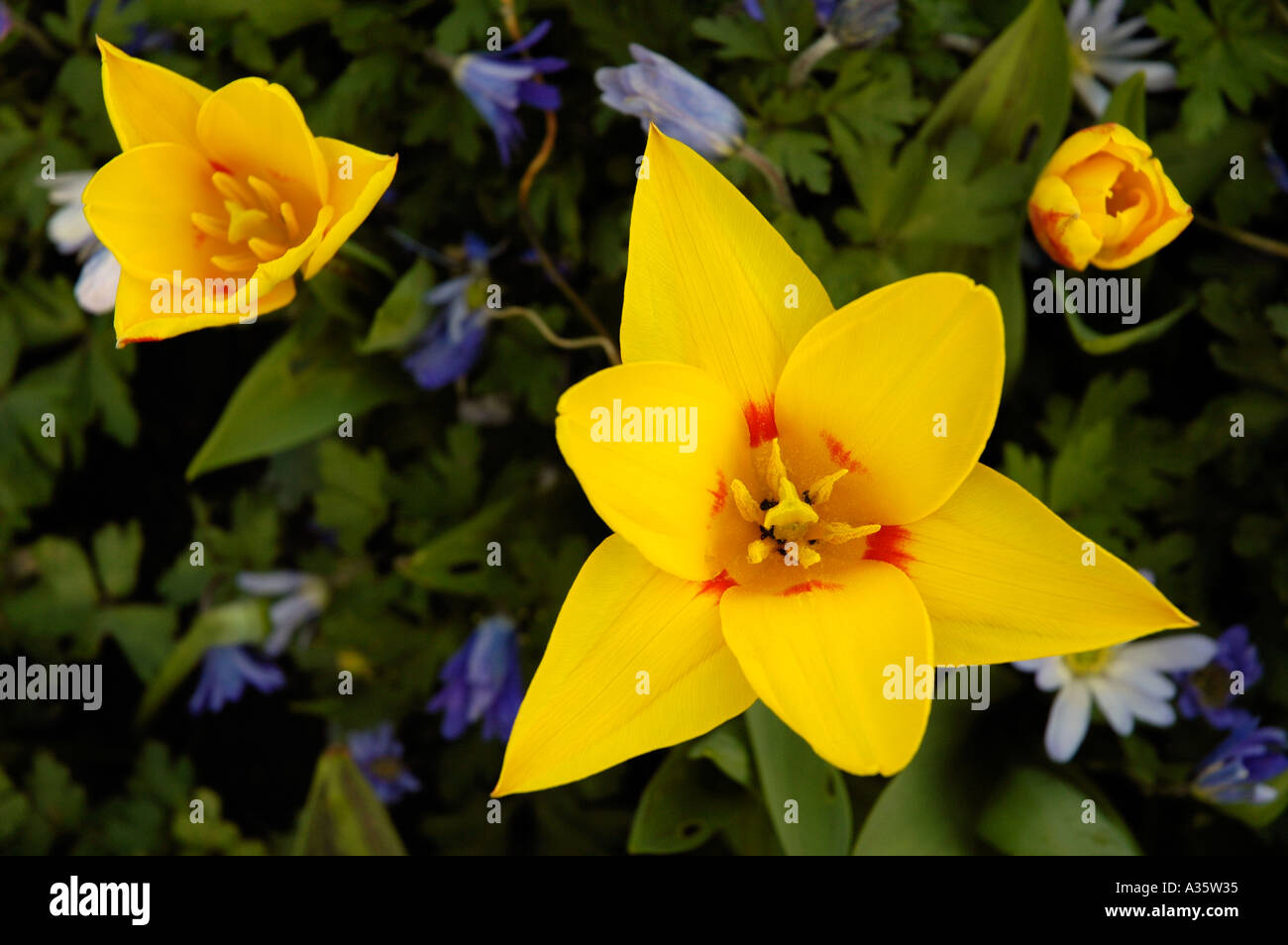 Dwarf tulips in yellow fully opened int he spring sunshine Stock Photo ...