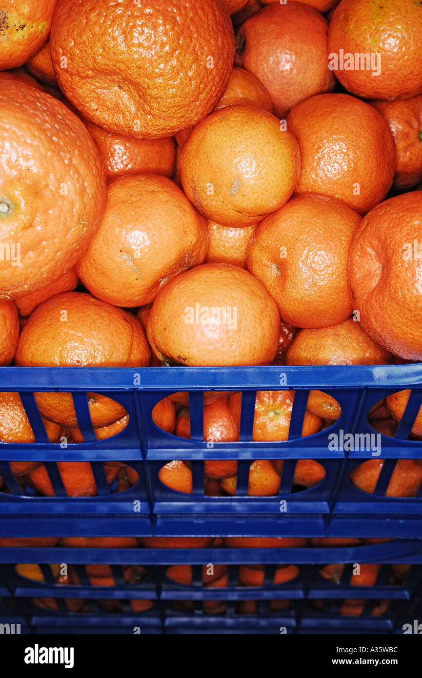 Oranges In Blue Plastic Boxes Padua Italy Stock Photo - Alamy