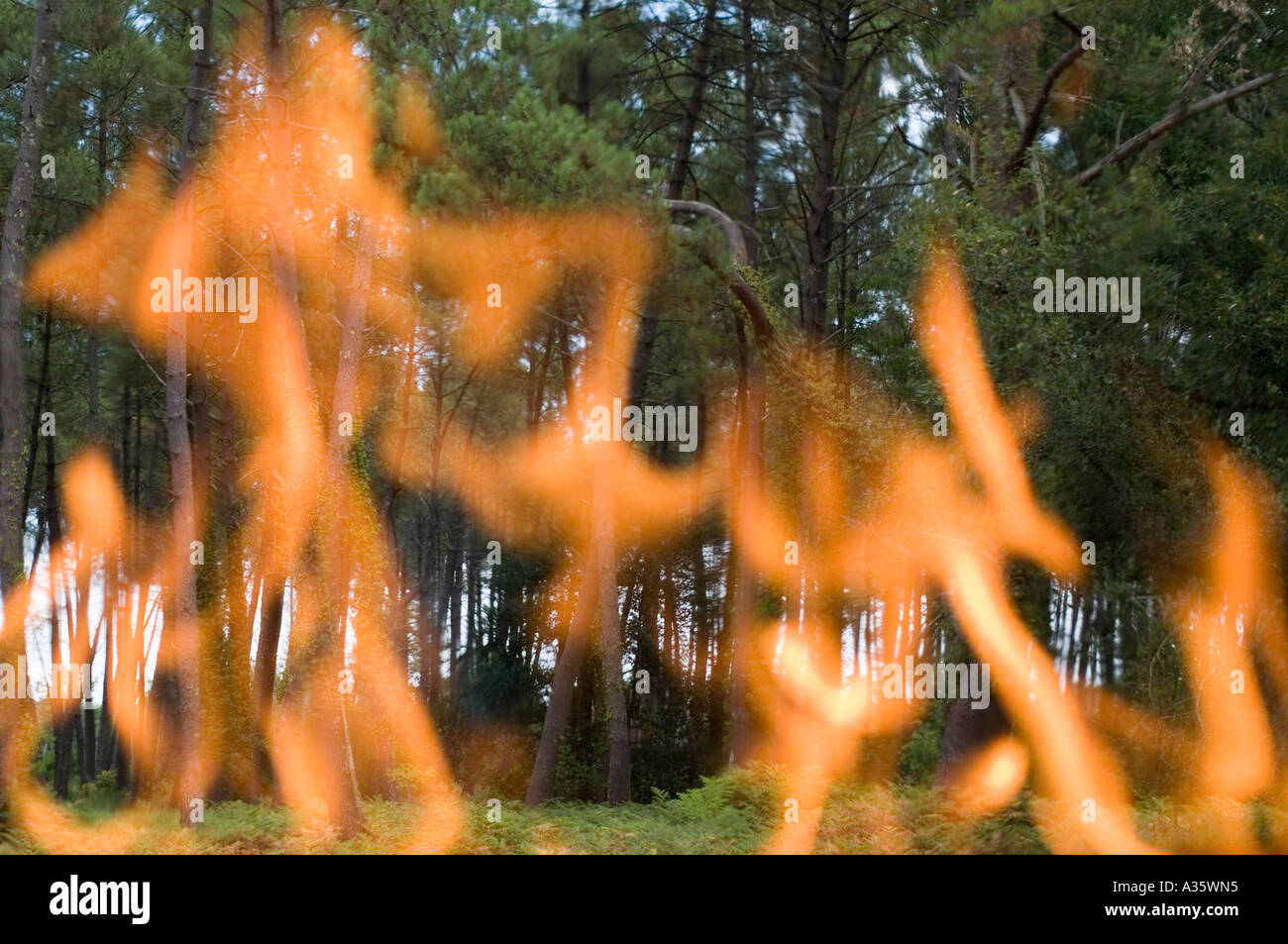 Forest fire forest fire hi-res stock photography and images - Alamy