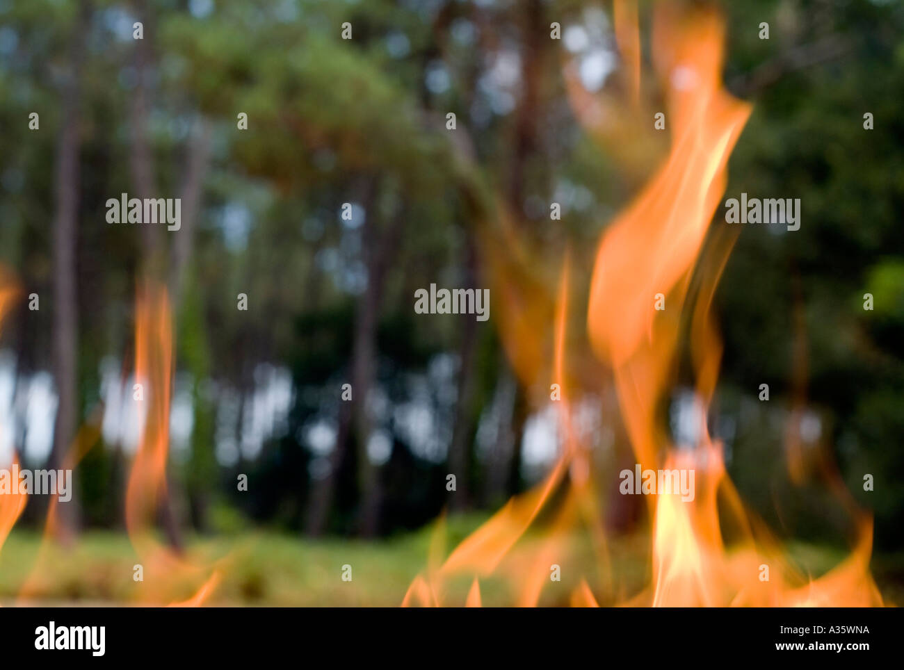 Summer forest fires hi-res stock photography and images - Alamy