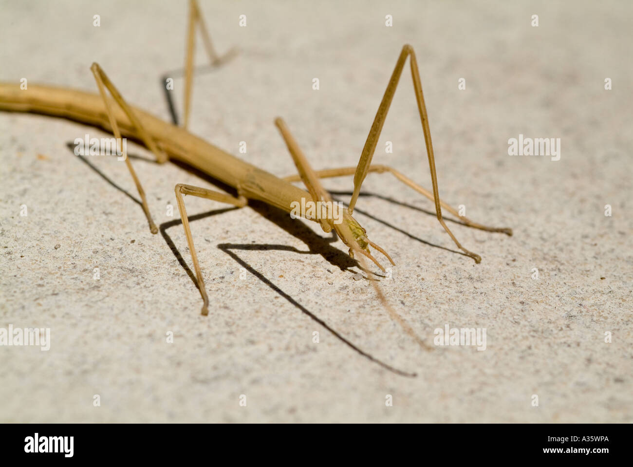 Flying stick hi-res stock photography and images - Alamy