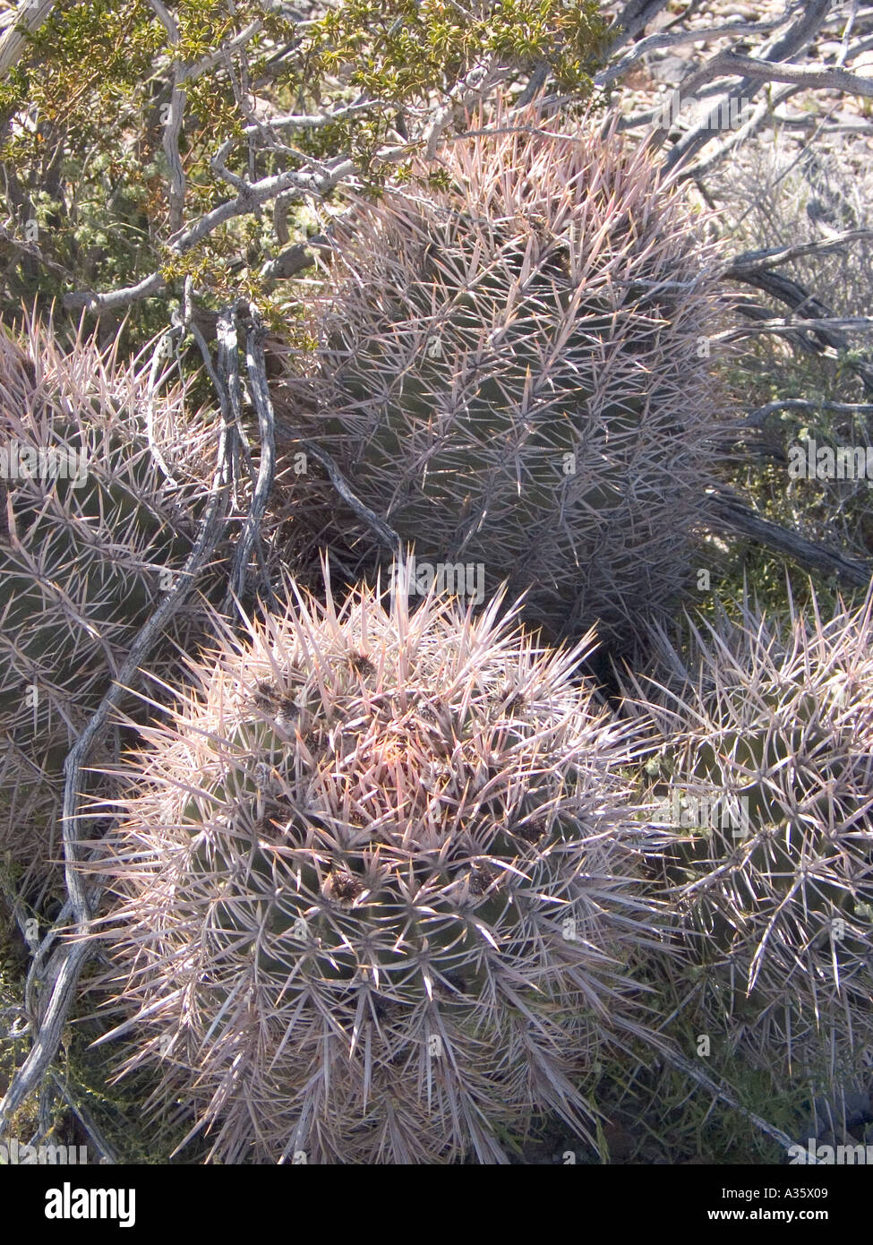 Catcus hi-res stock photography and images - Alamy
