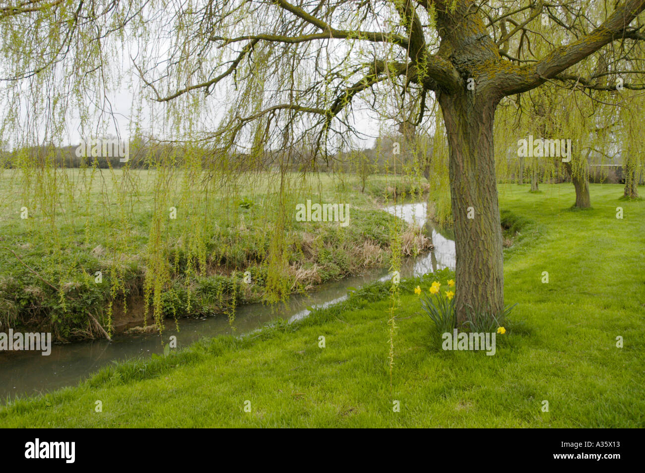 a tree by a stream Stock Photo - Alamy