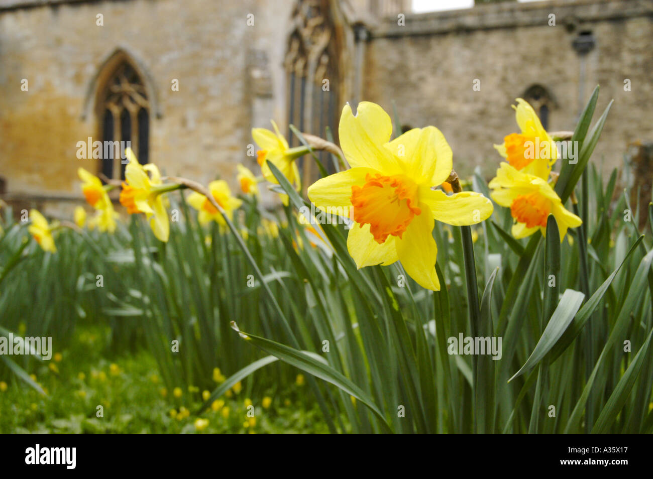 daffodil growing in a church grave yard Stock Photo - Alamy