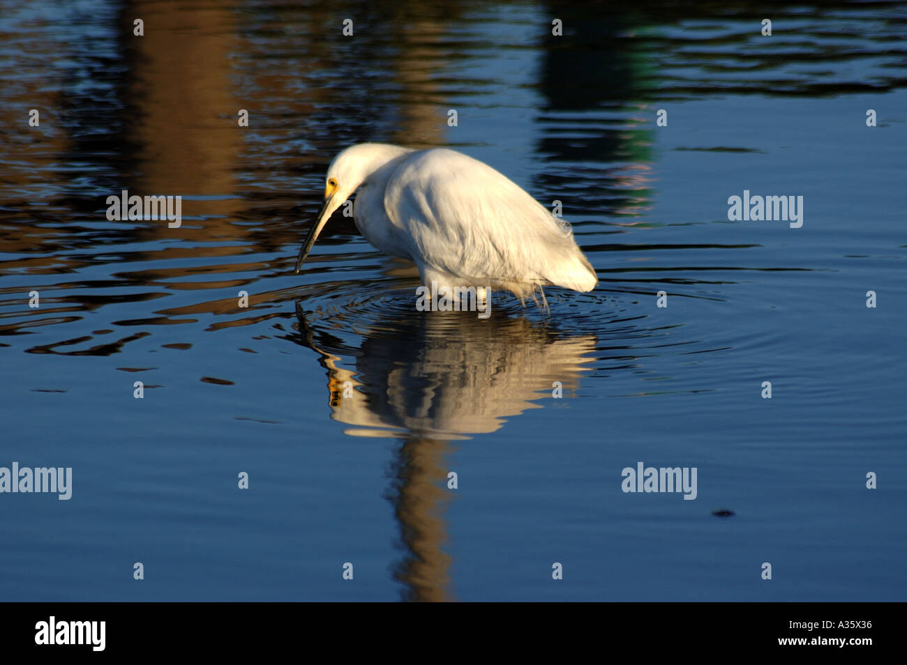 Marine Bird in Estuary Stock Photo - Alamy