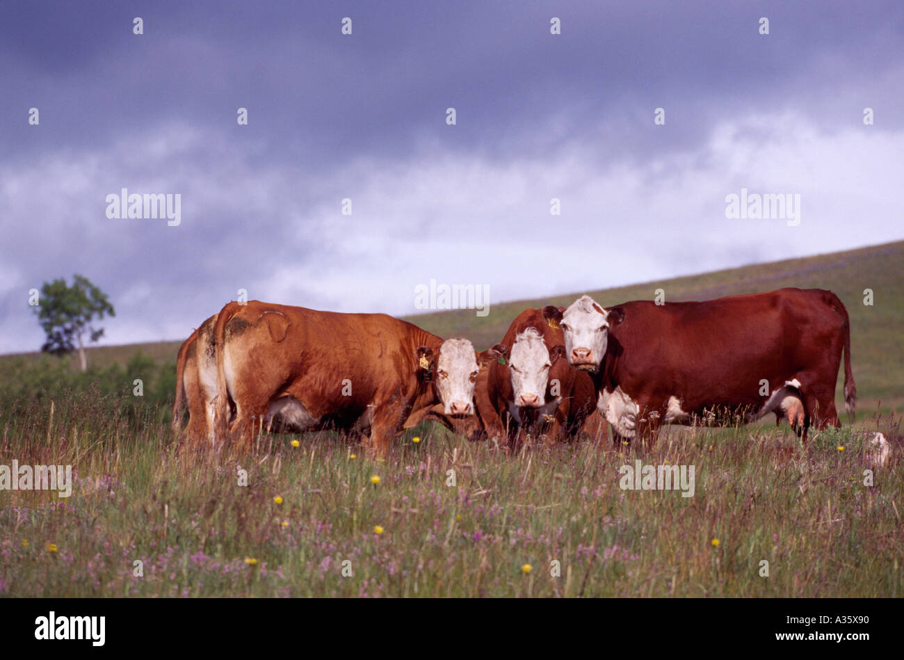 Hereford Cattle / Cows standing in a Pasture, staring at Camera - Beef ...