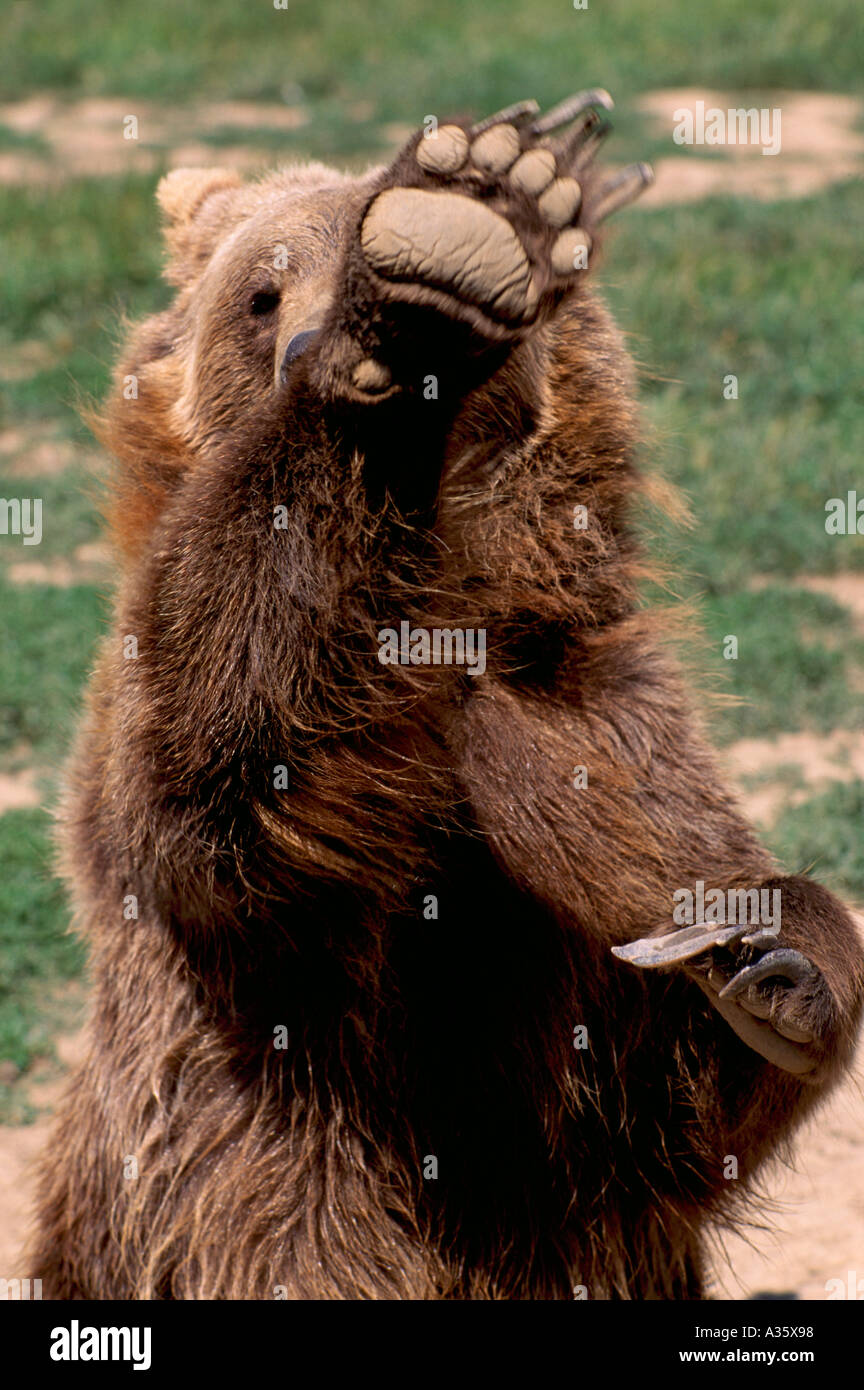 Kodiak Bear aka Alaskan Grizzly Bear and Alaska Brown Bear (Ursus ...