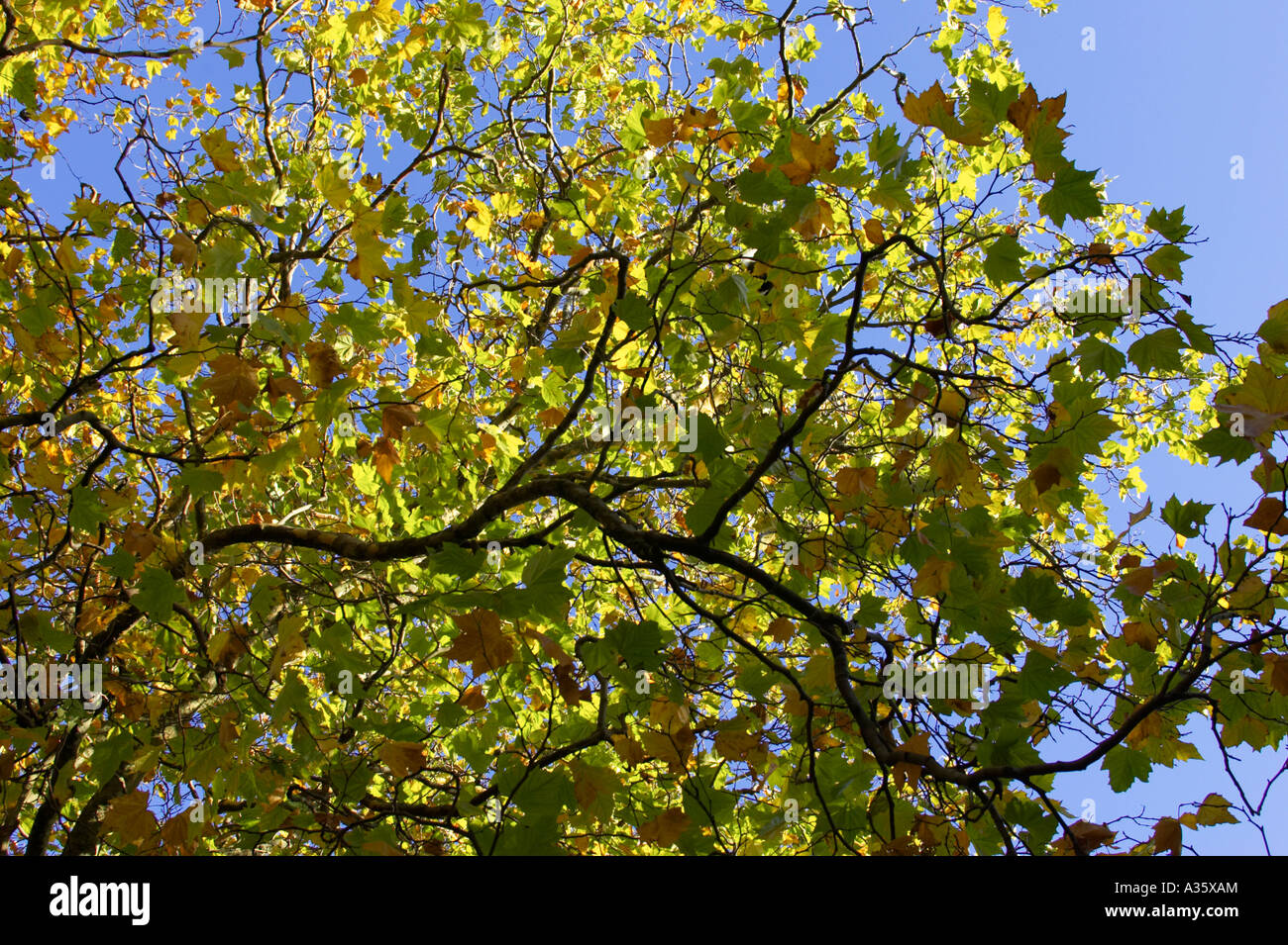 deciduous sycamore trees showing autumn colours against a blue sky in ...