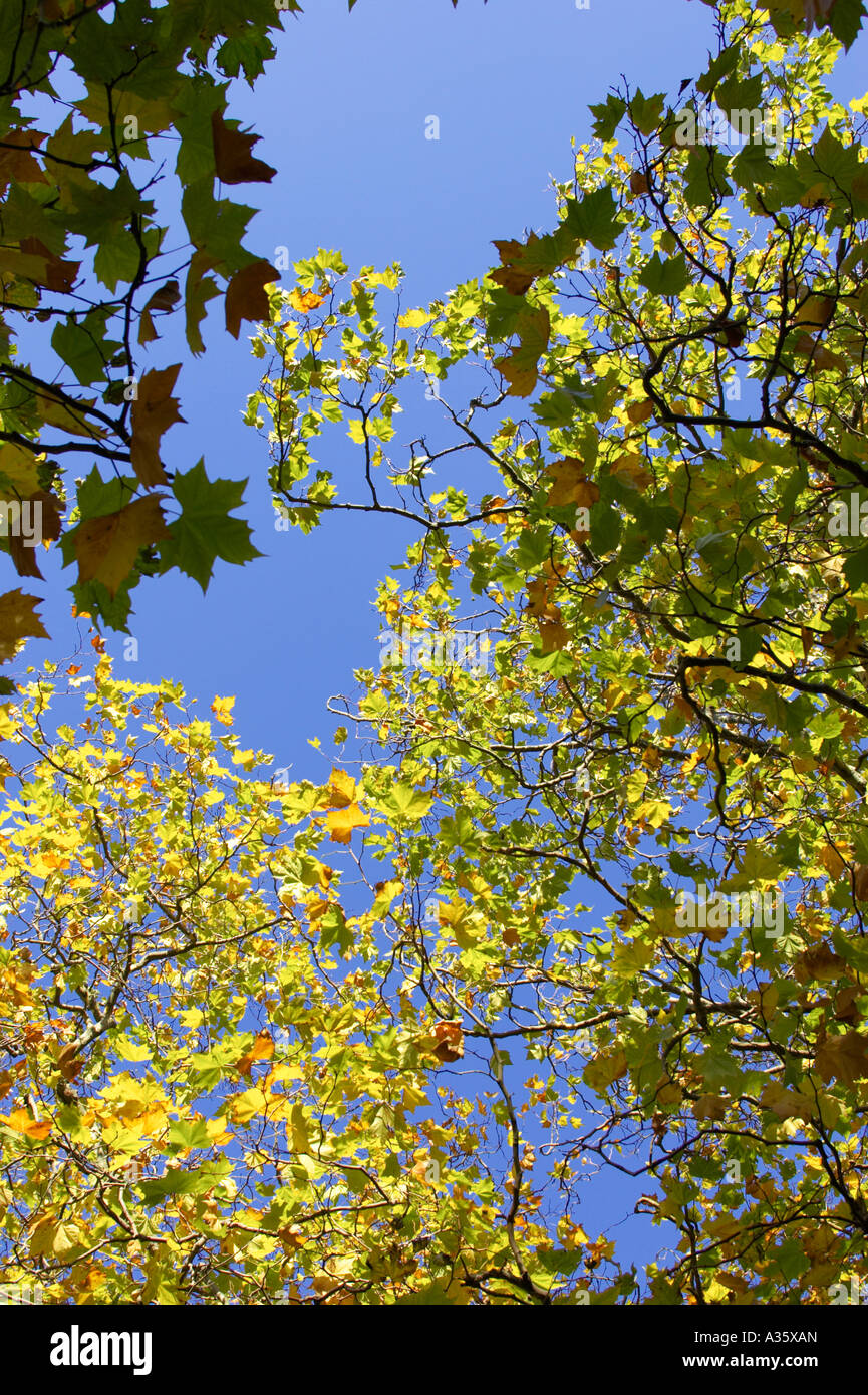 deciduous sycamore trees showing autumn colours against a blue sky in ...