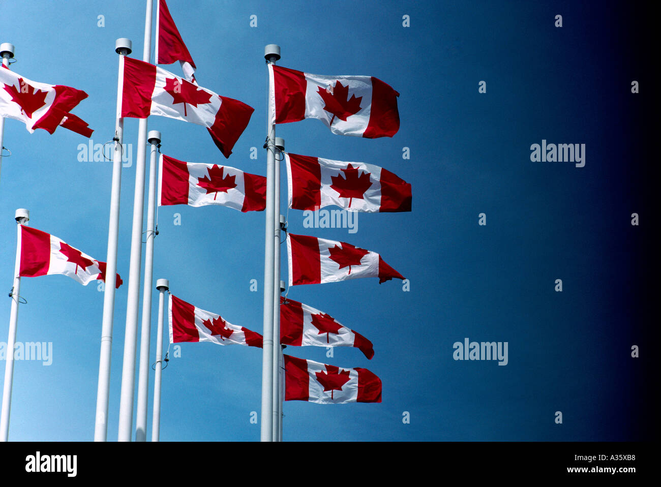 A Group of Canadian National Flags with the Red Maple Leaf flies ...