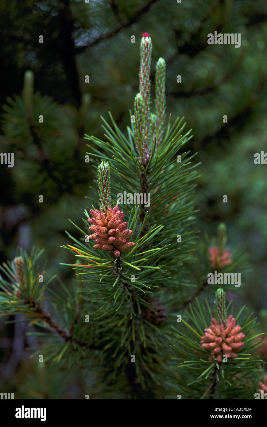 Pollen Cones and Needles on a Lodgepole Pine Tree (Pinus contorta ...