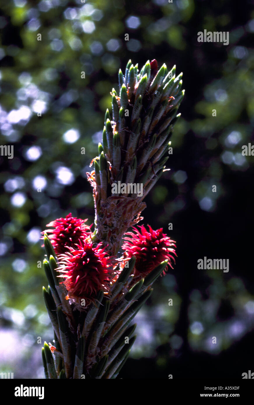 Shorepines hi-res stock photography and images - Alamy