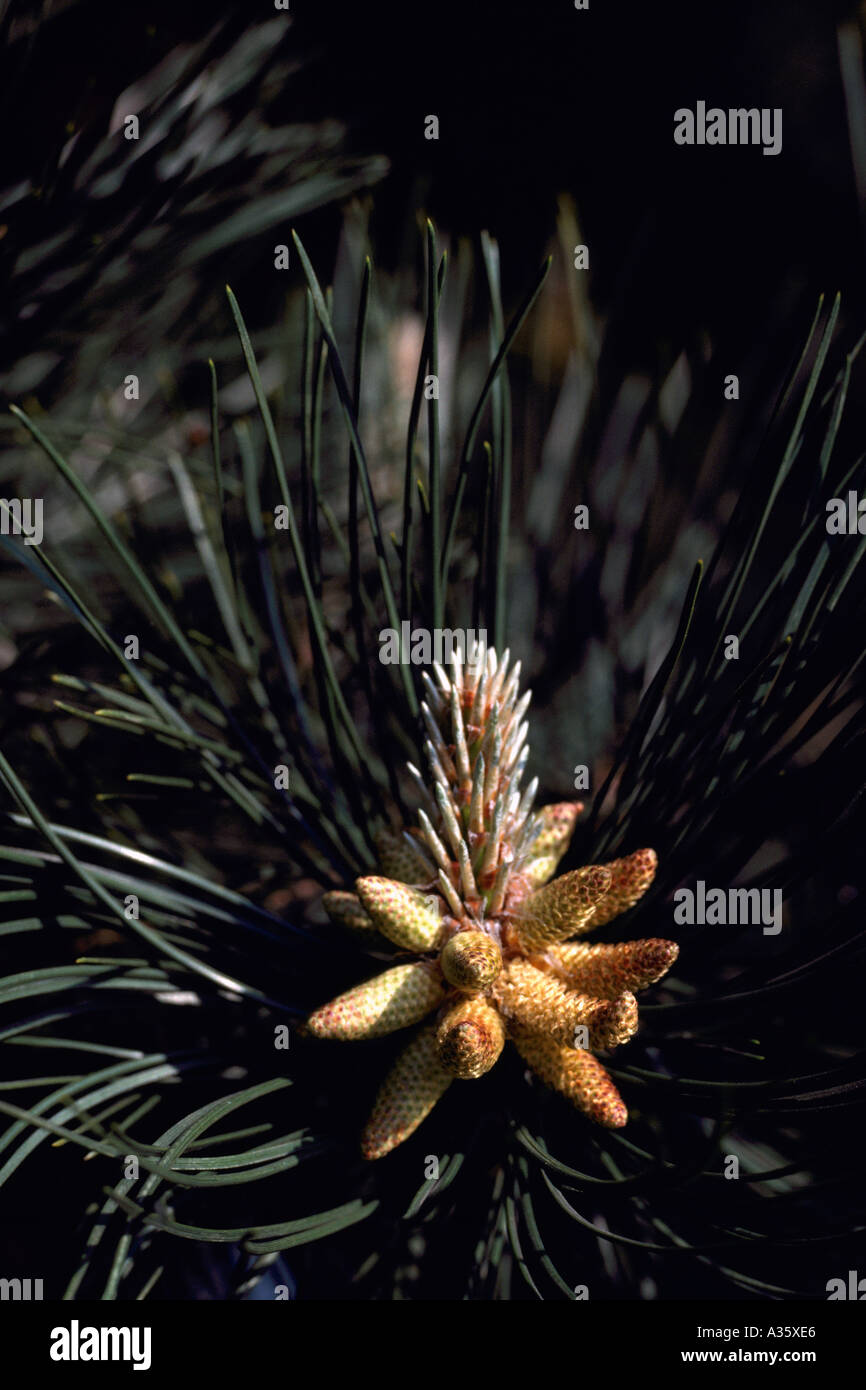 Pollen Cones and Needles on a Lodgepole Pine Tree (Pinus contorta ...