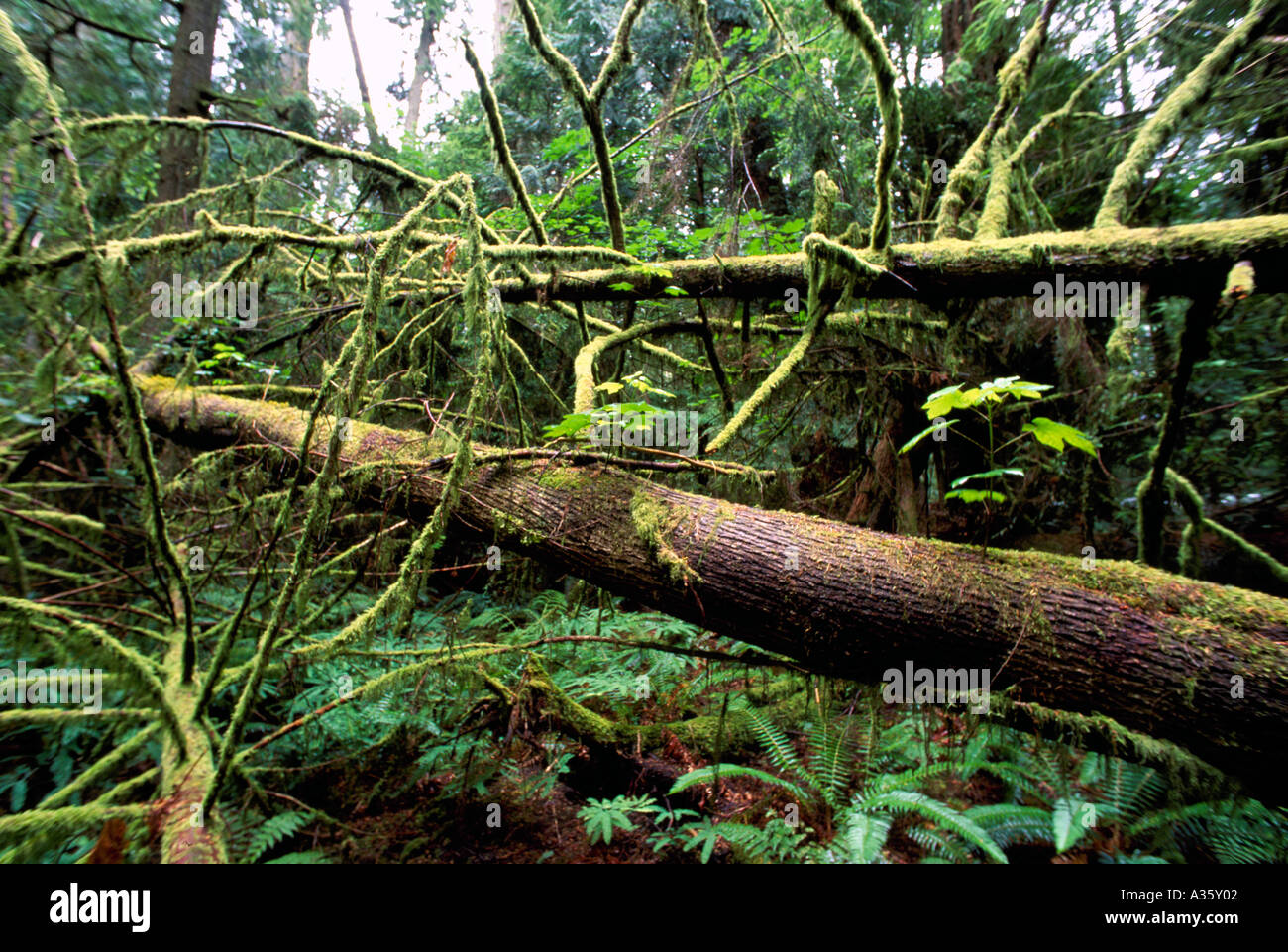 West Coast Temperate Rainforest on Vancouver Island British Columbia ...