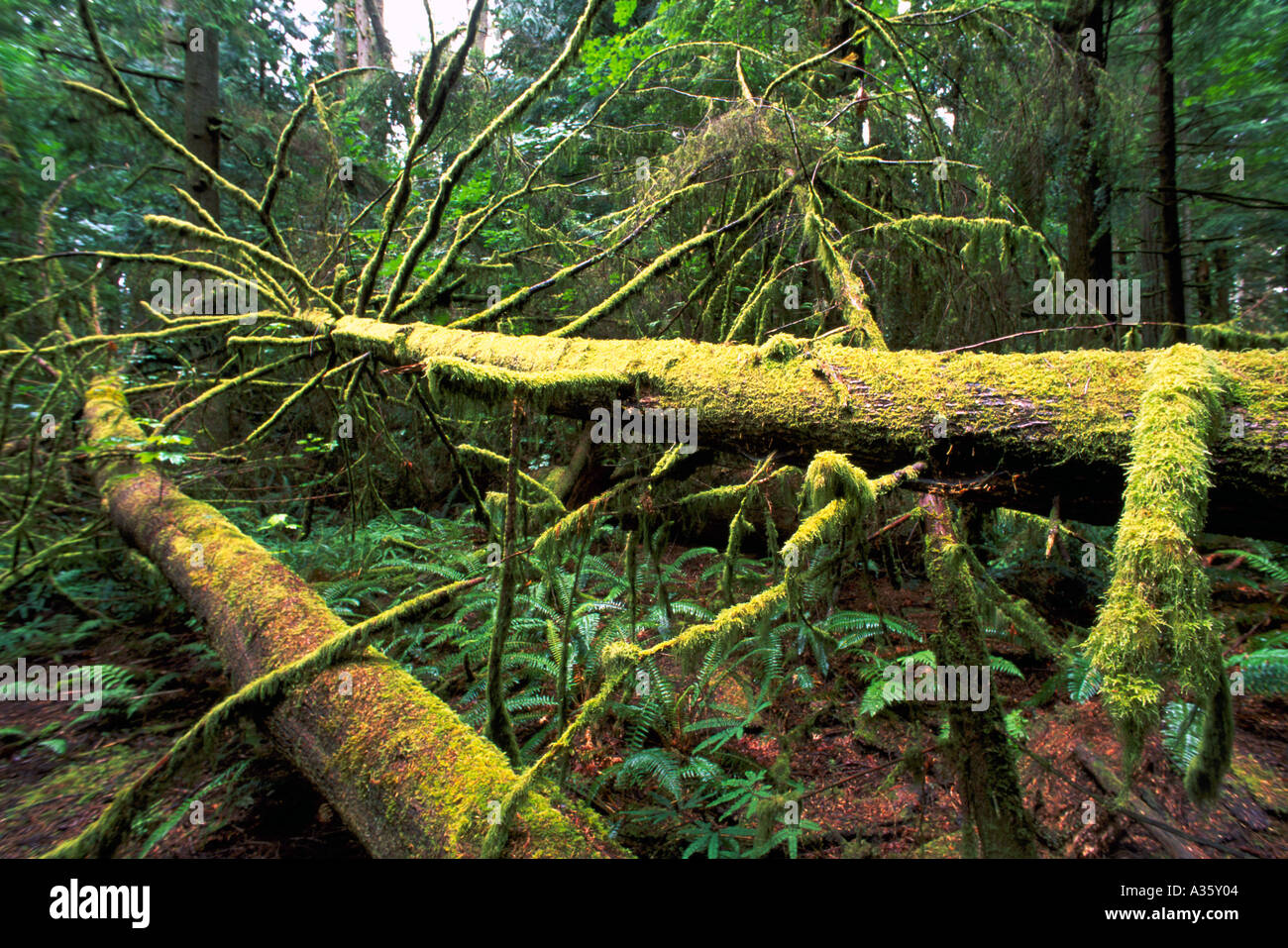 West Coast Temperate Rainforest on Vancouver Island British Columbia ...