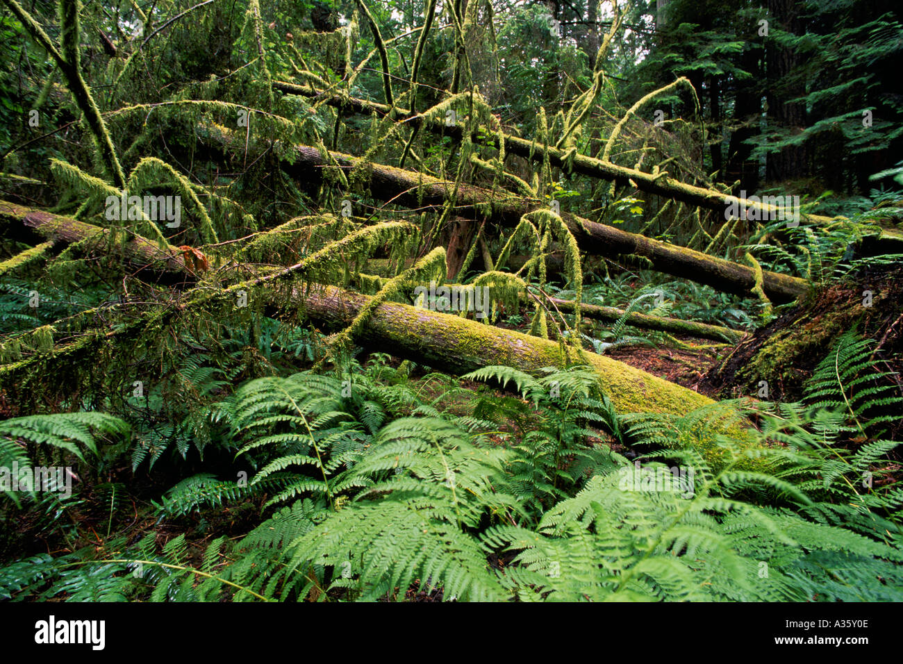 West Coast Temperate Rainforest on Vancouver Island British Columbia ...