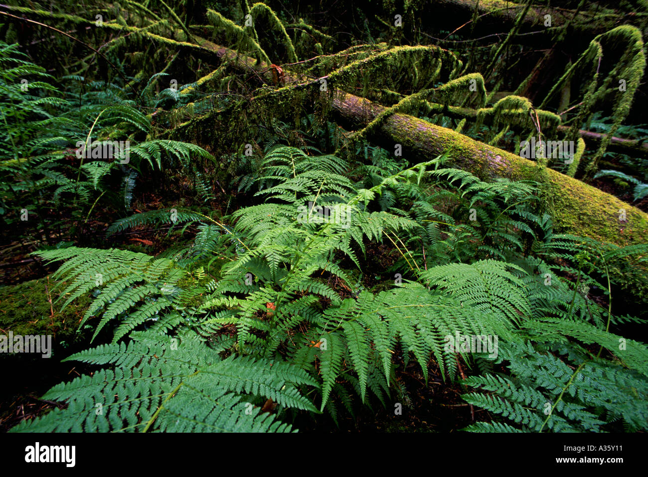 West Coast Temperate Rainforest on Vancouver Island British Columbia ...