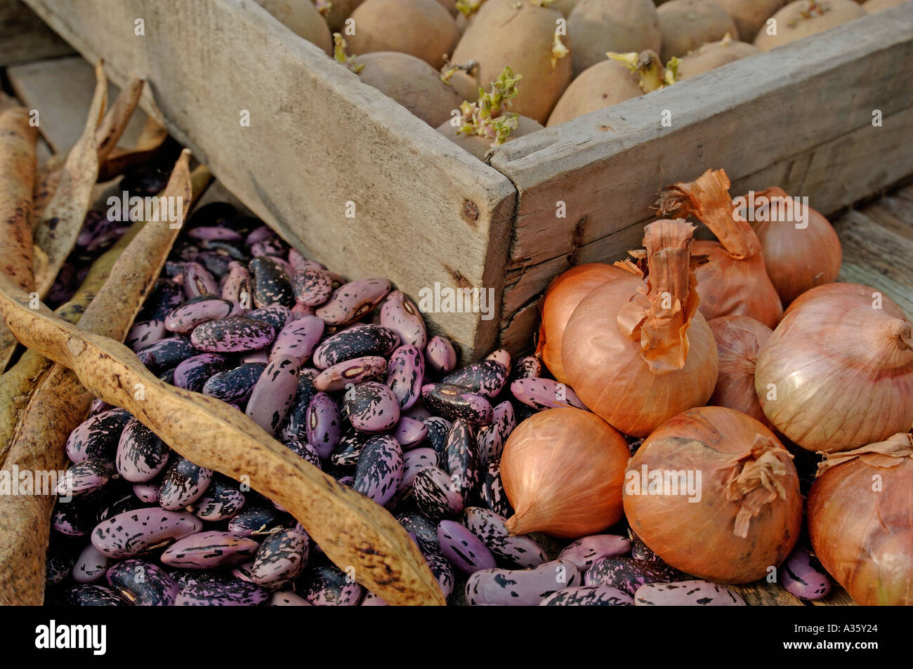 Planting potatoes bulbs hi-res stock photography and images - Alamy