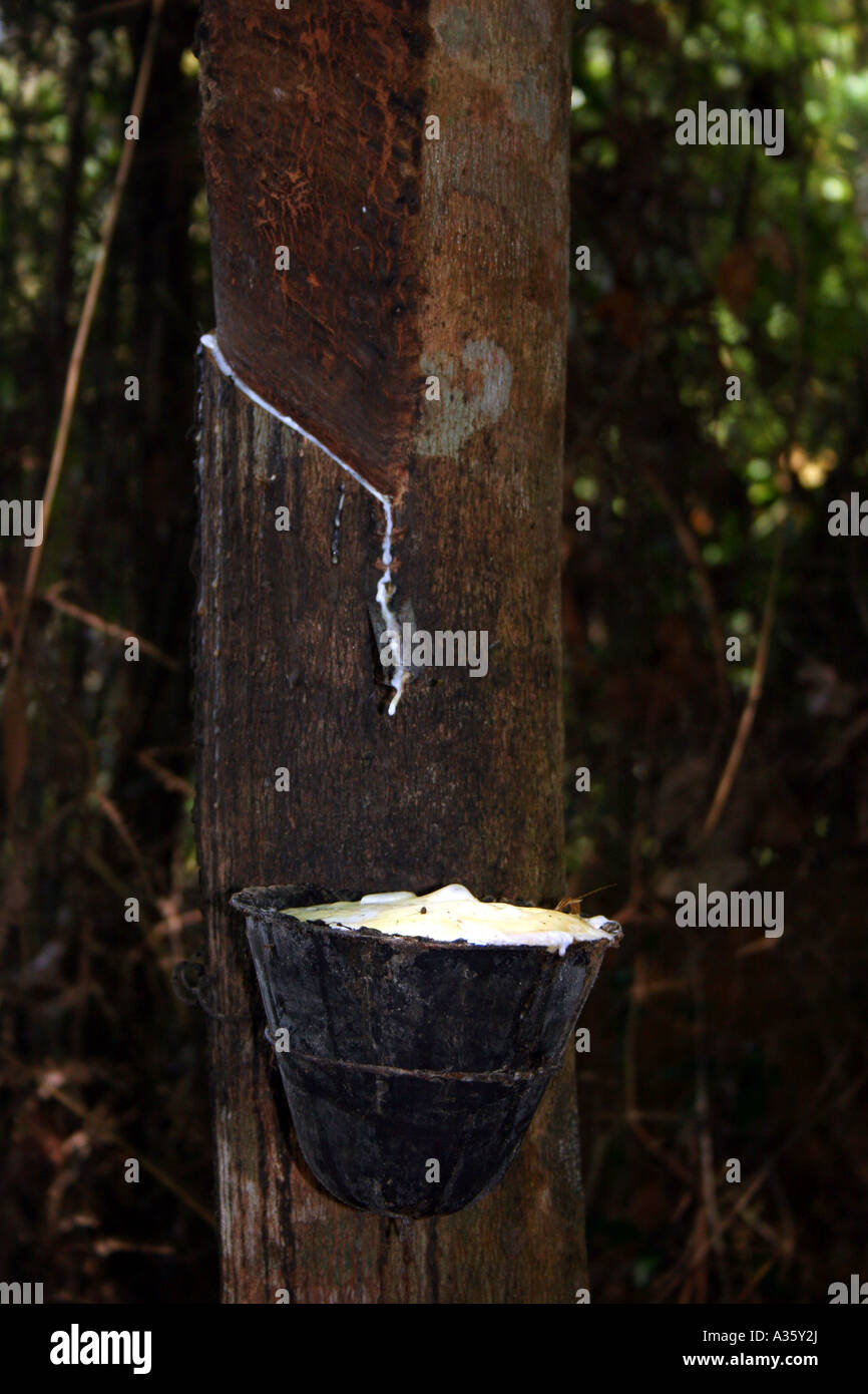 Latex of a tropical plant hi-res stock photography and images - Alamy