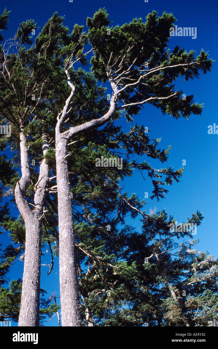 Shorepines hi-res stock photography and images - Alamy