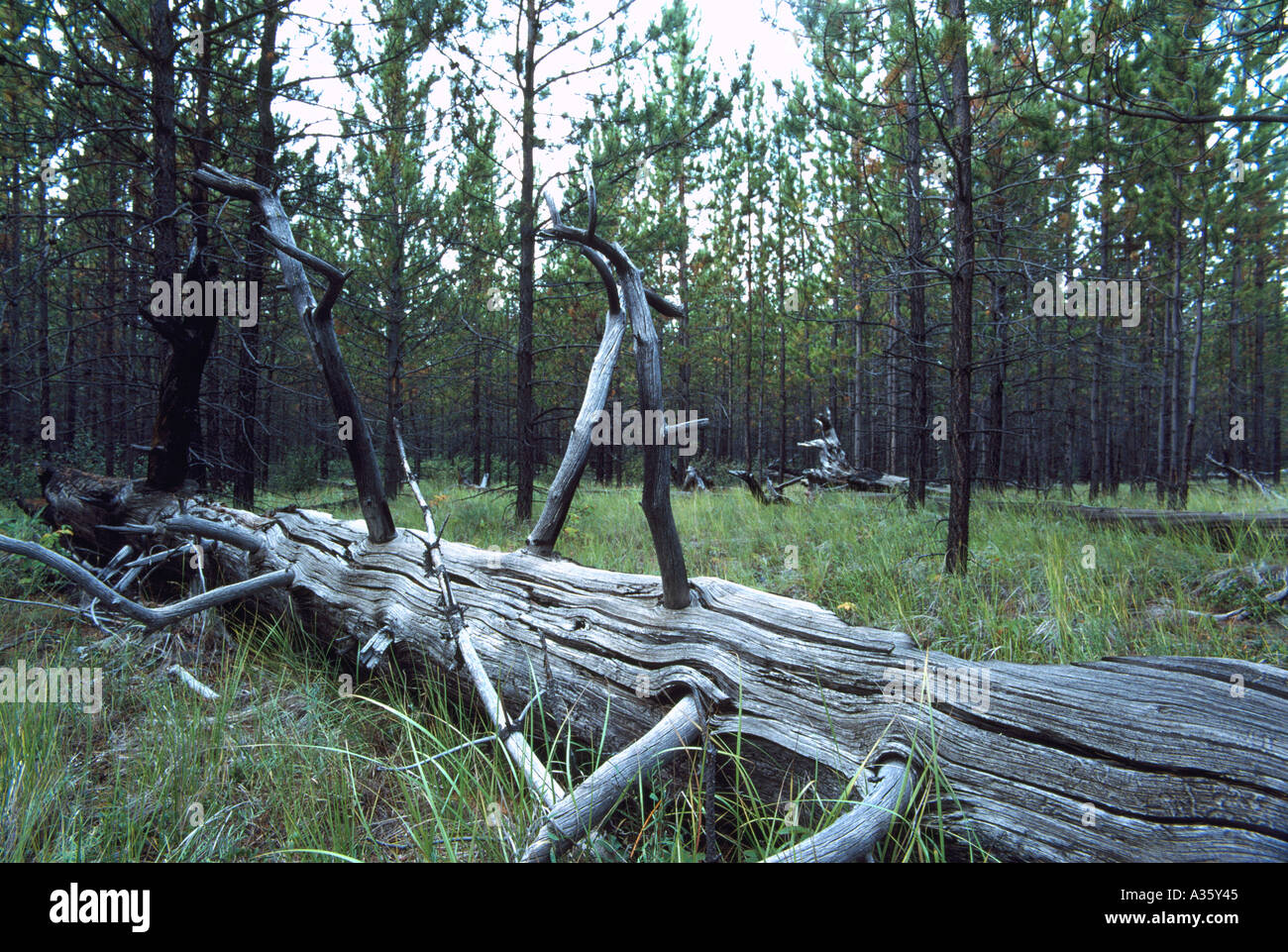 A Fallen and Decaying Lodgepole Pine Tree Trunk in a Coniferous Forest ...