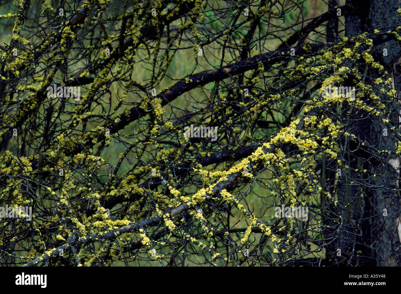 Branches of a coniferous tree hi-res stock photography and images - Alamy