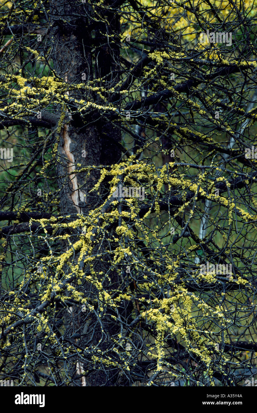 Lichen covering Coniferous Tree Branches in a West Coast Forest in ...