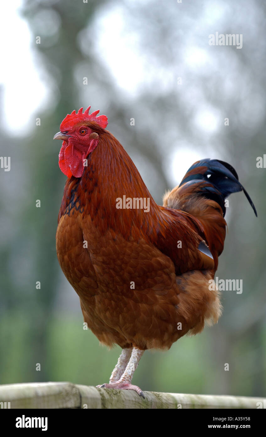 Barnyard fowl hi-res stock photography and images - Alamy