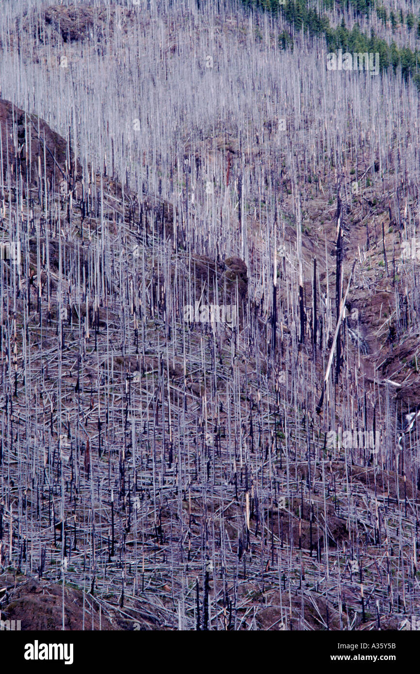 Dead and Burnt Forest of Trees aftermath of Forest Fire in Kootenay ...