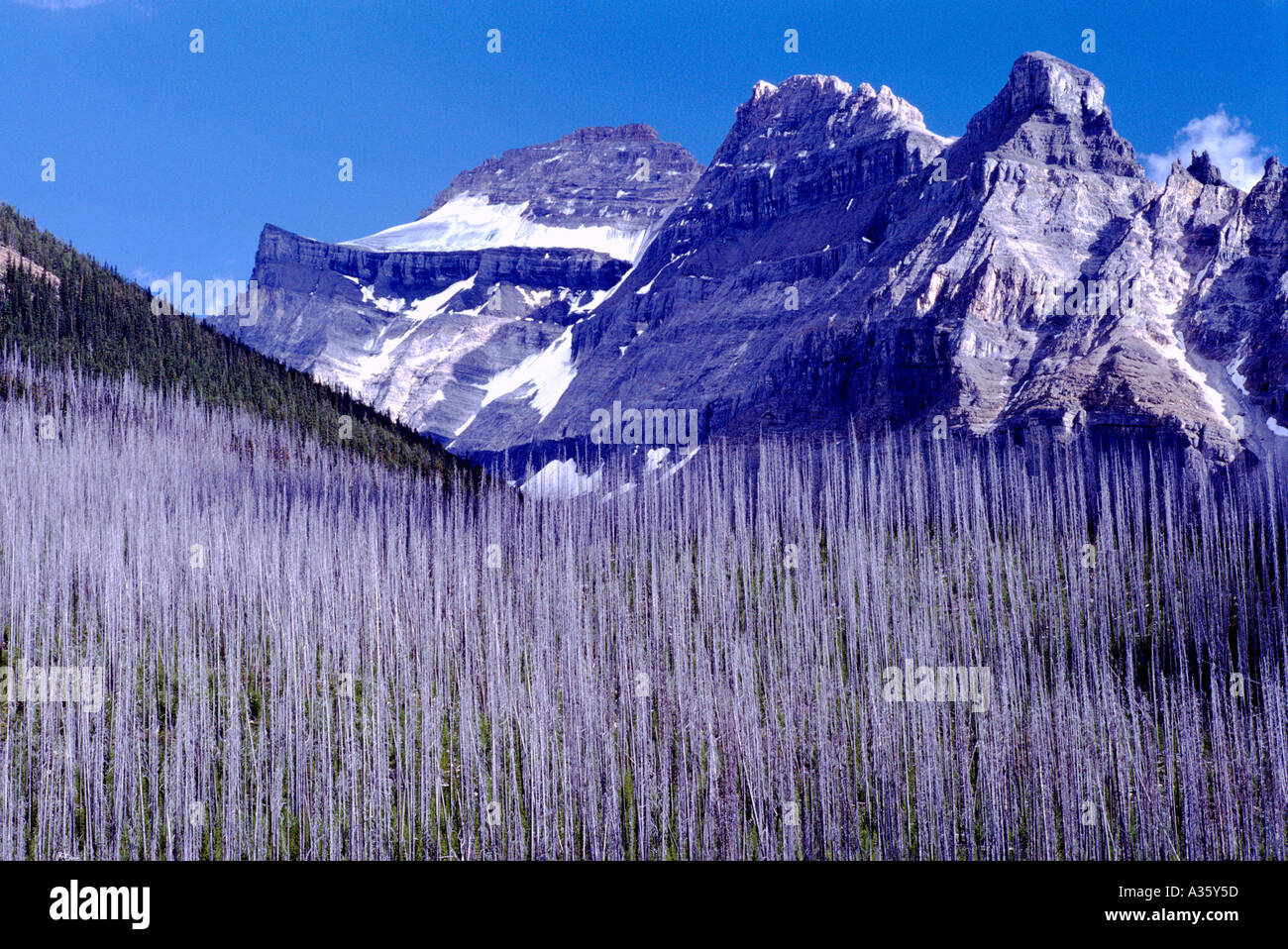 Dead and Burnt Forest of Trees aftermath of Forest Fire in Kootenay ...