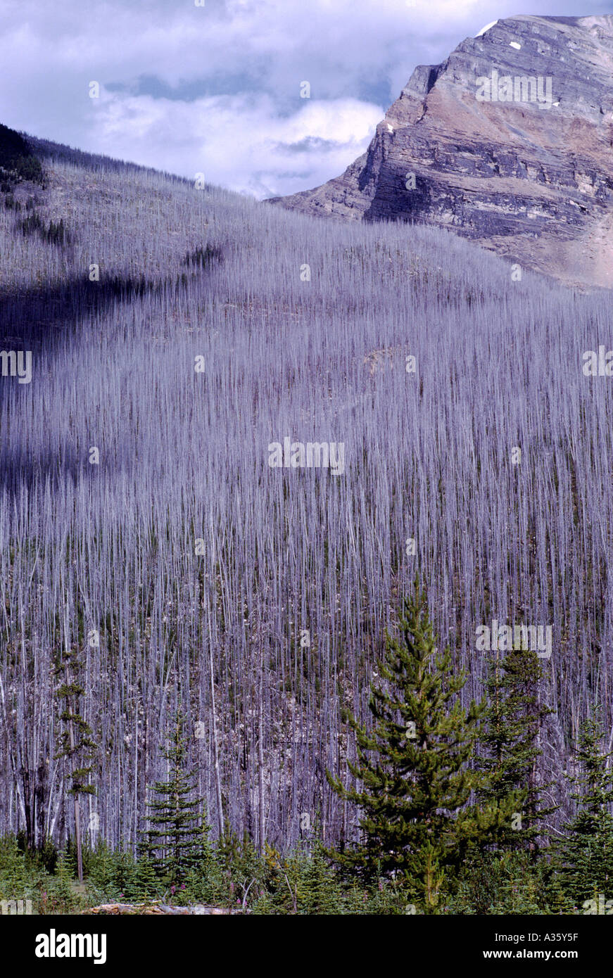 Dead and Burnt Forest of Trees aftermath of Forest Fire in Kootenay ...
