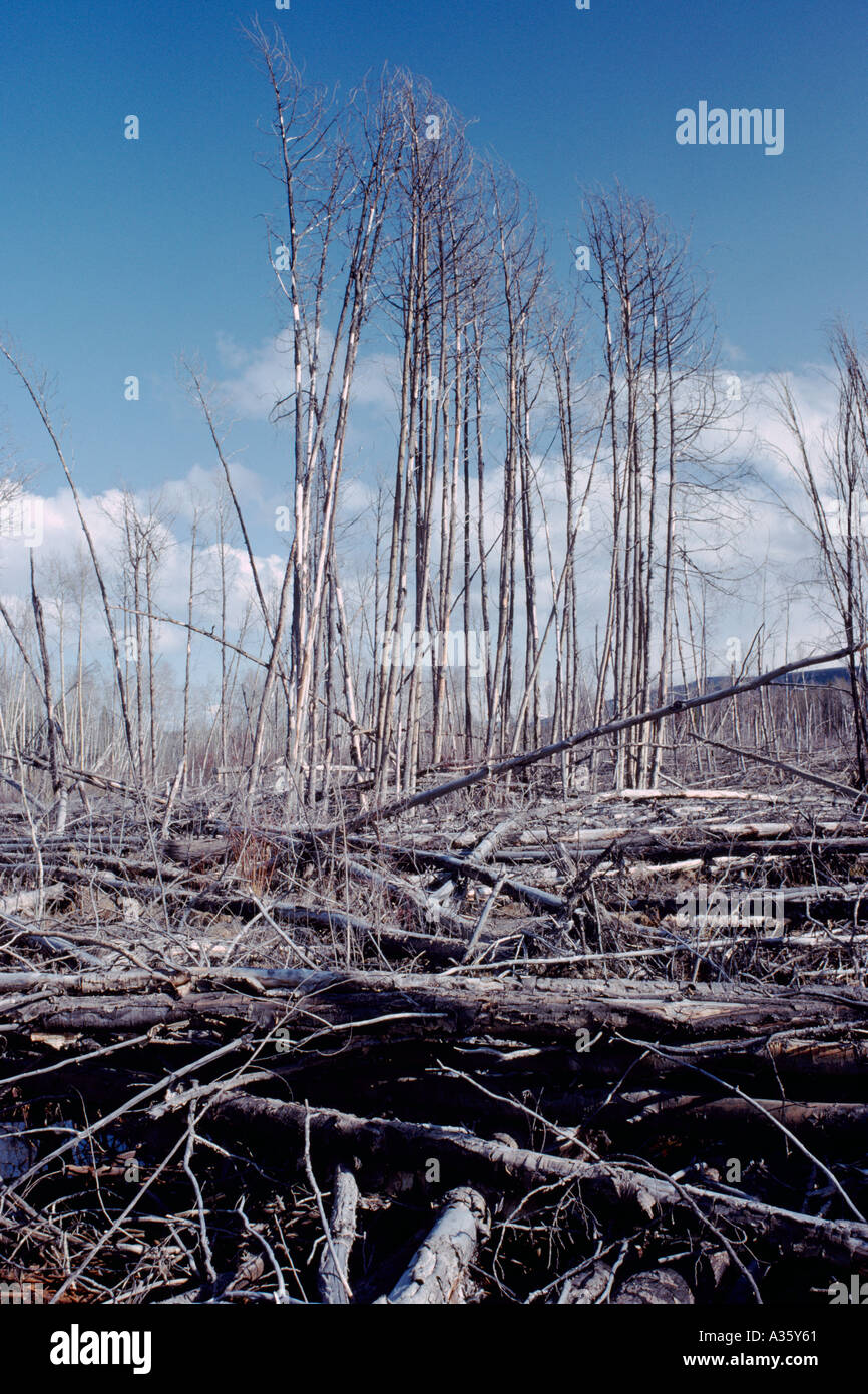 Rotting trees after fire hi-res stock photography and images - Alamy