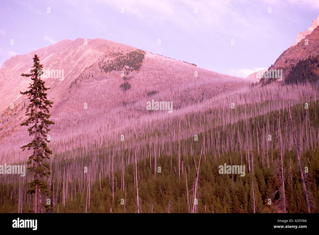 Re-growth of a Coniferous Forest after a Forest Fire in Northern ...