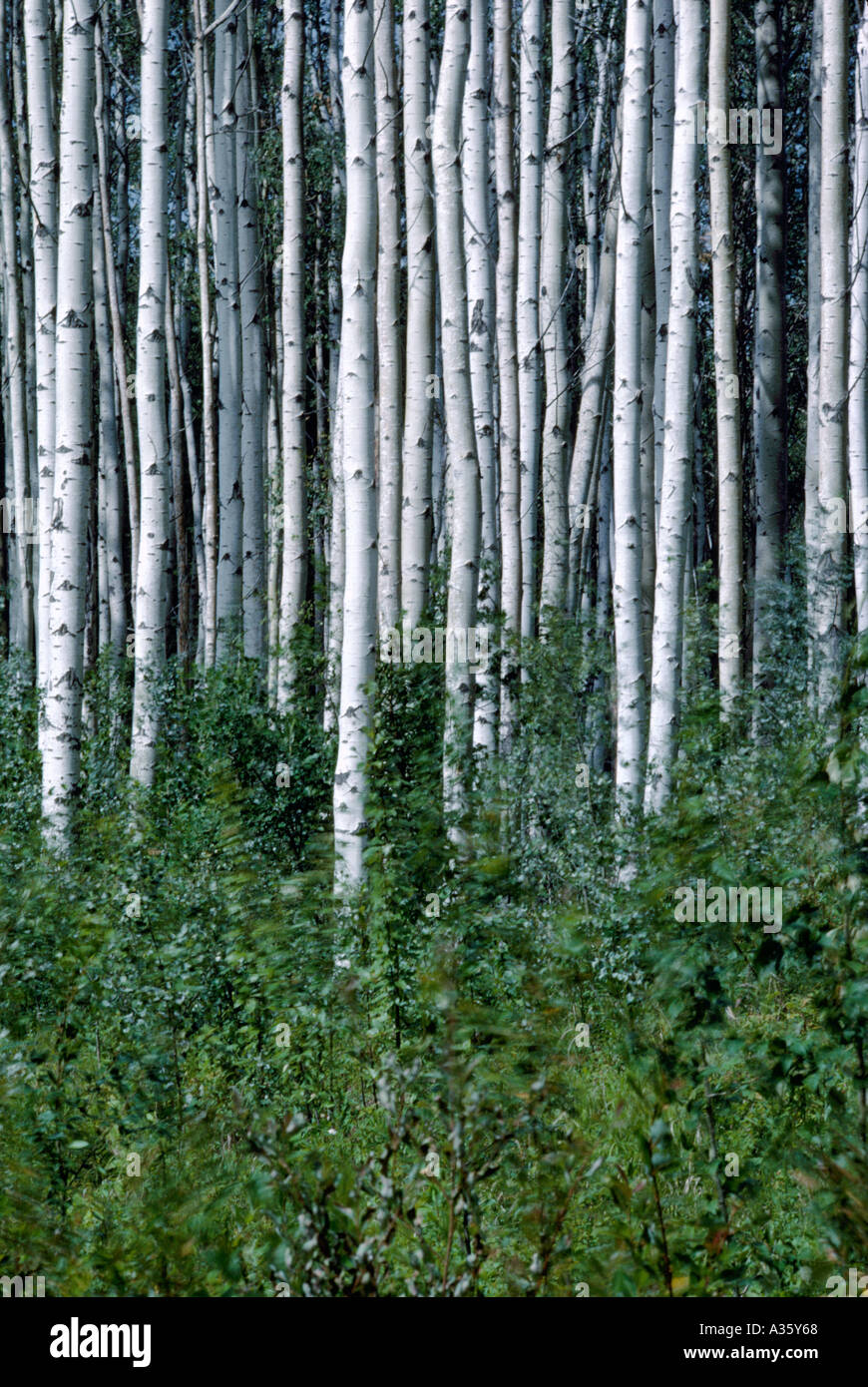 Trembling Aspen (Populus tremuloides) Tree Trunks in Northern British ...