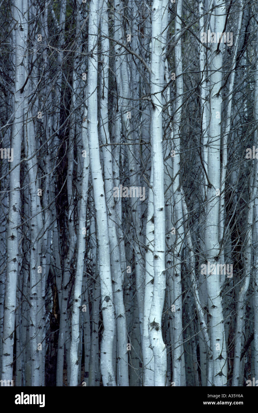 Trembling Aspen (Populus tremuloides) Tree Trunks in Northern British ...