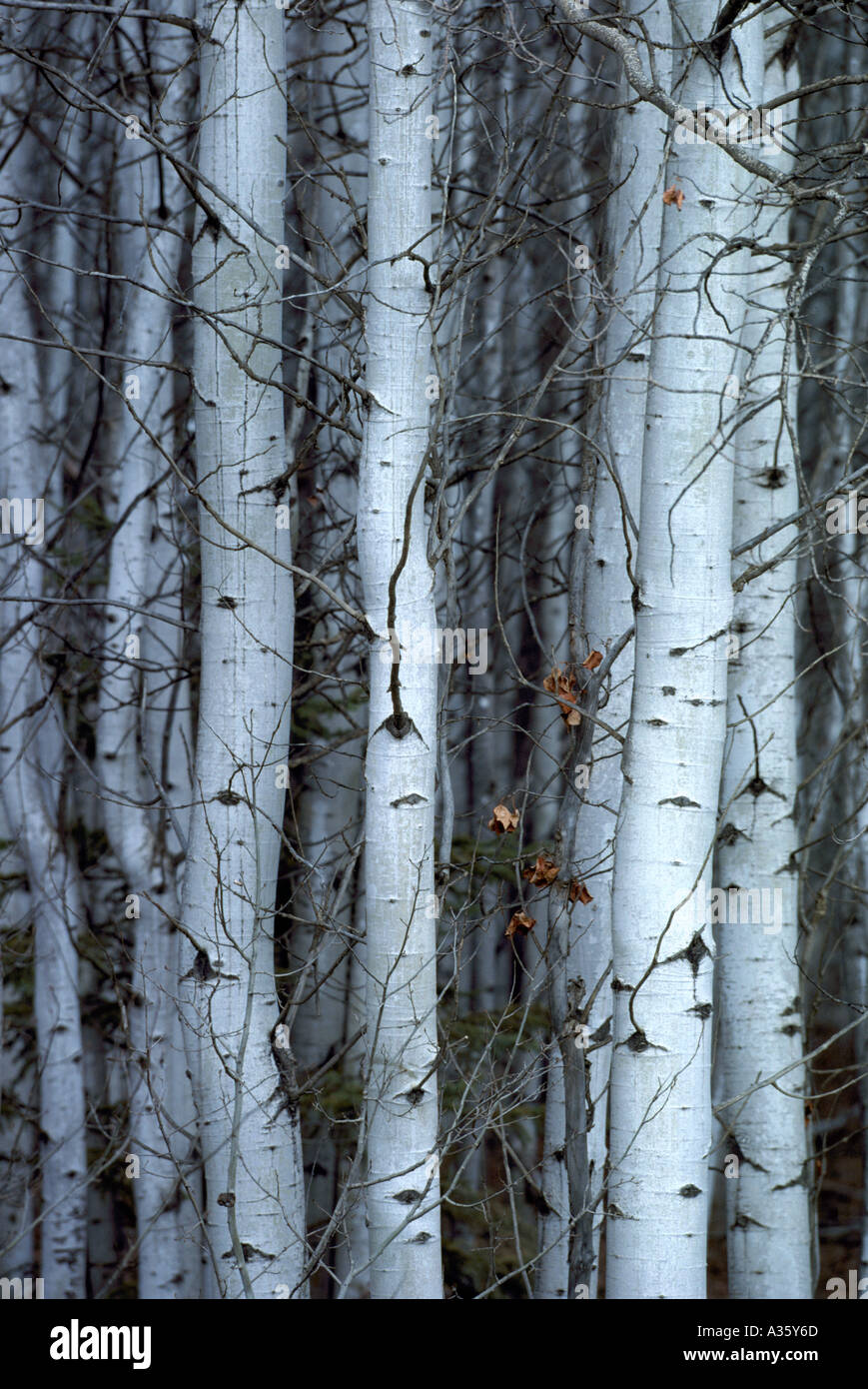 Trembling Aspen (Populus tremuloides) Tree Trunks in Northern British ...