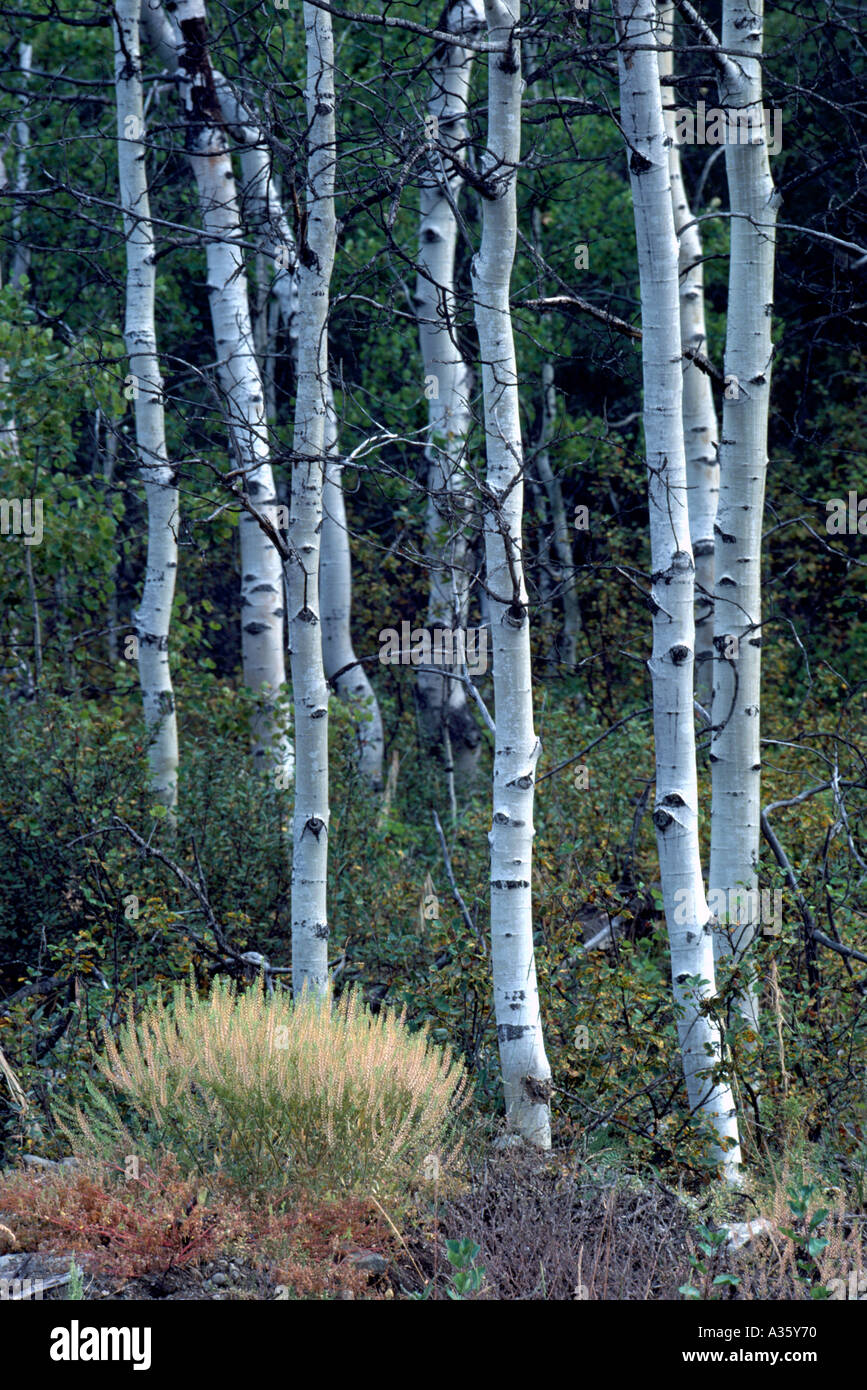Trembling Aspen (Populus tremuloides) Tree Trunks in Northern British ...