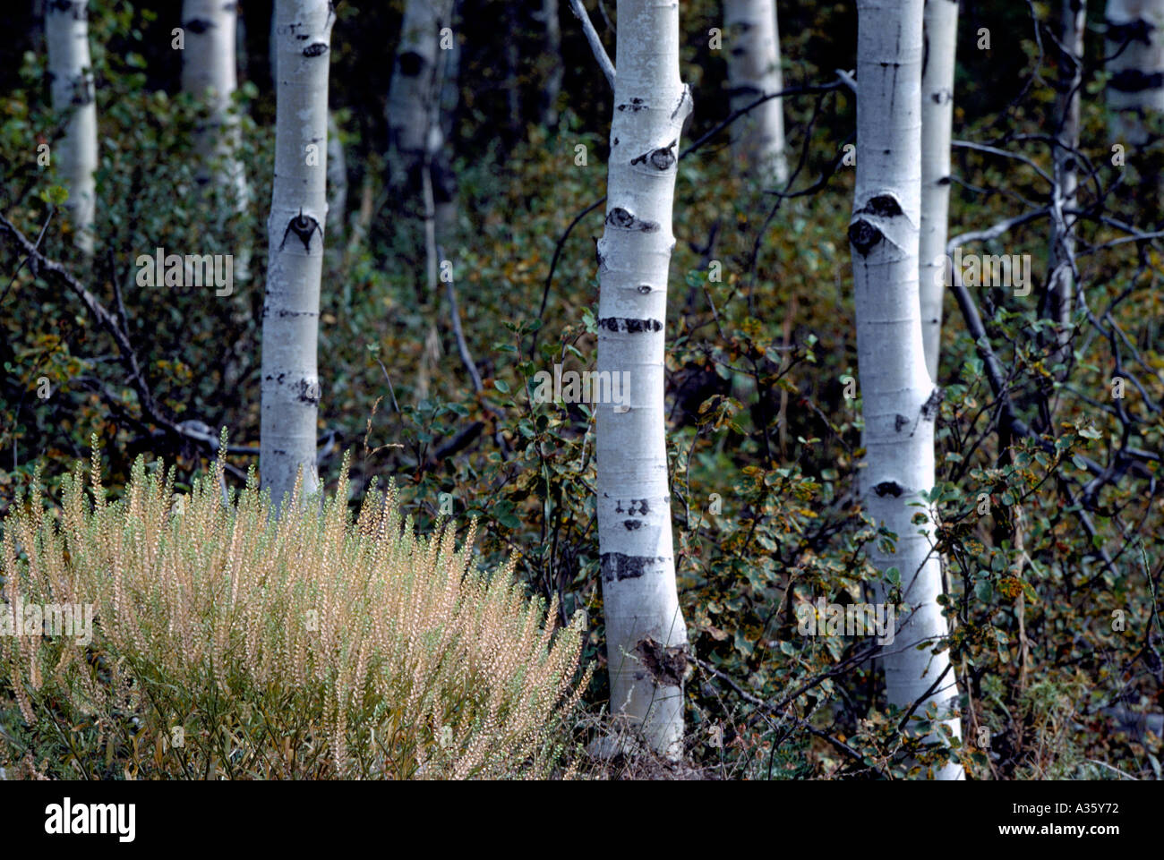 Dense quaking aspen stand hi-res stock photography and images - Alamy