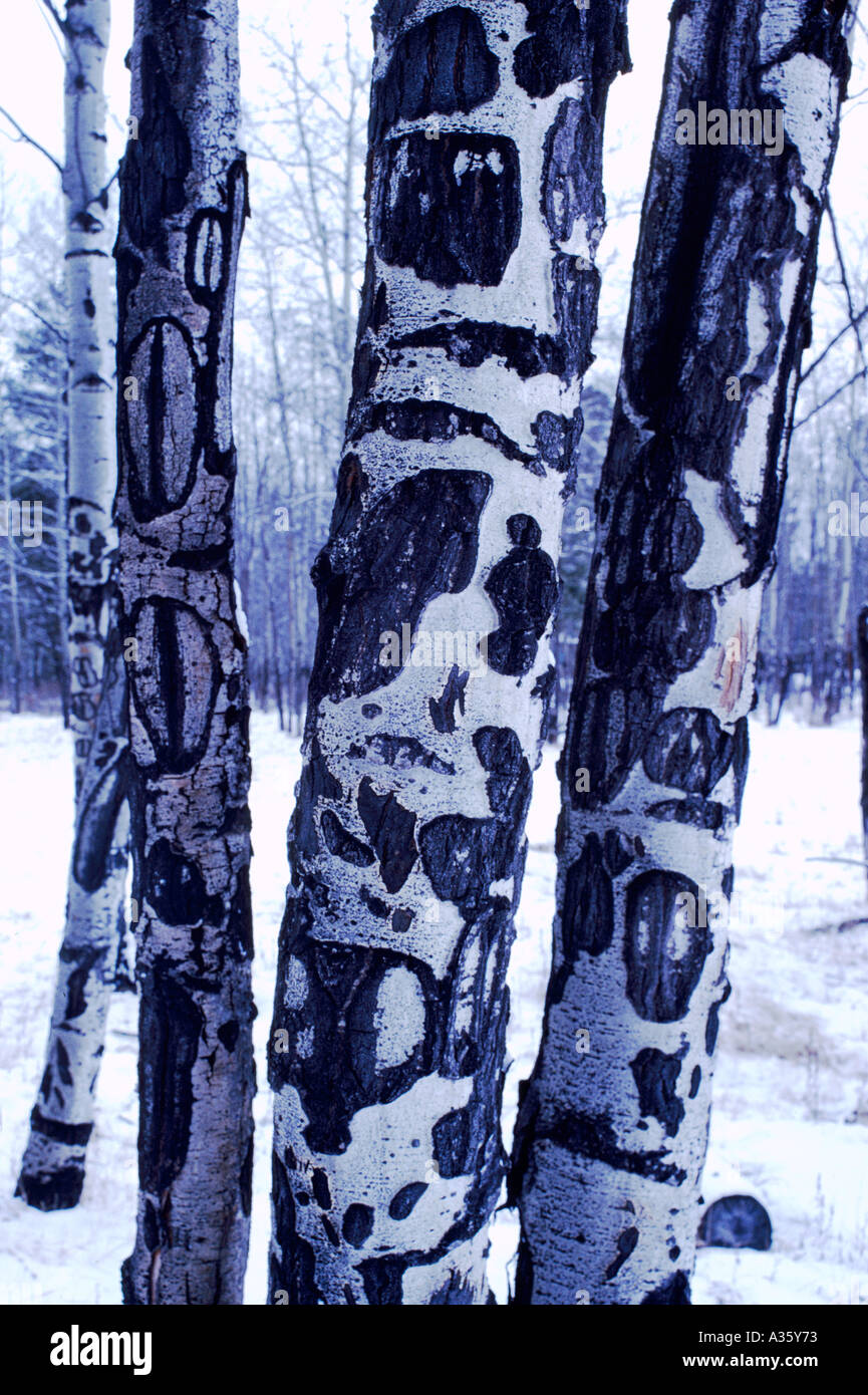 Bite Marks on Trembling Aspen (Populus tremuloides) Tree Trunks ...