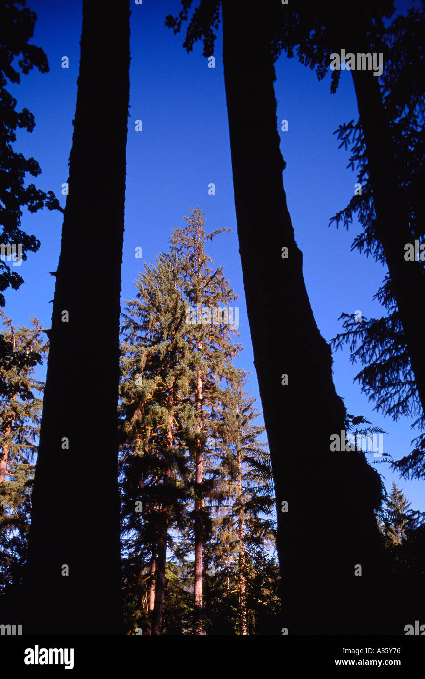 Coniferous Tree Trunks and Forest on Vancouver Island British Columbia ...