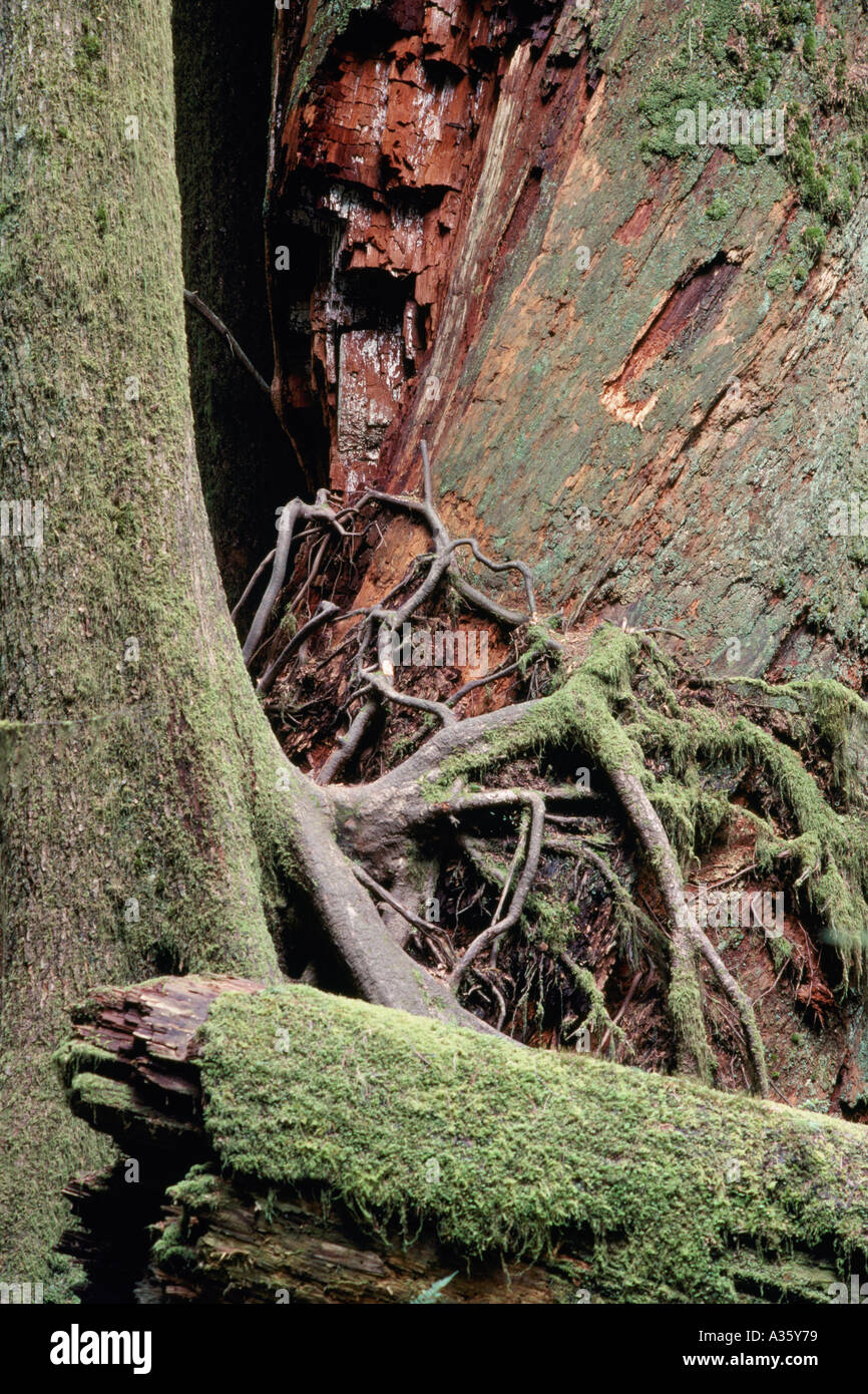 Dead root system hi-res stock photography and images - Alamy