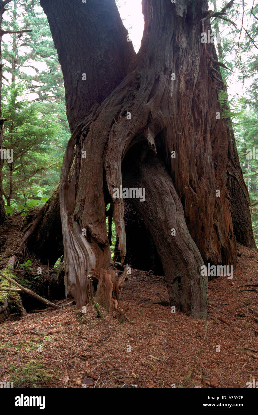 Entwined trees hi-res stock photography and images - Alamy